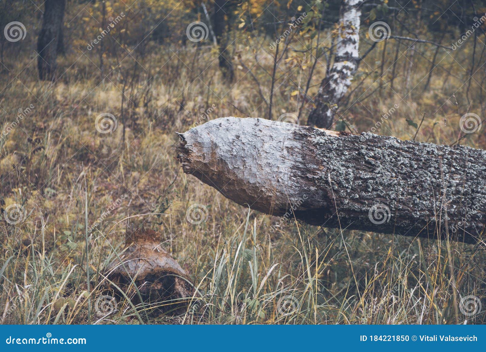 Beaver Felled a Large Tree on the River Bank Stock Photo - Image of ...