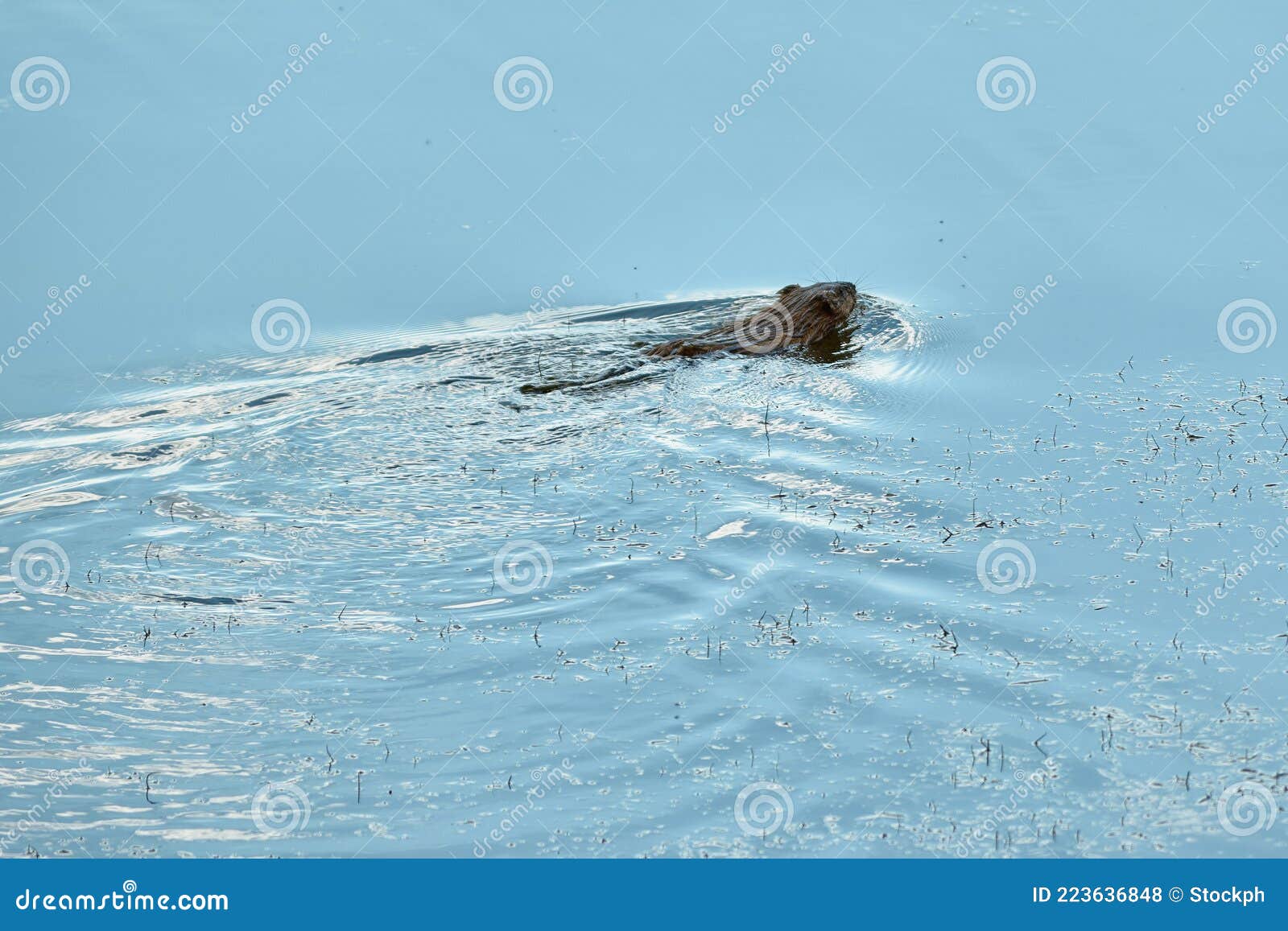 Beaver Floating on the River Stock Photo - Image of head, river: 223636848