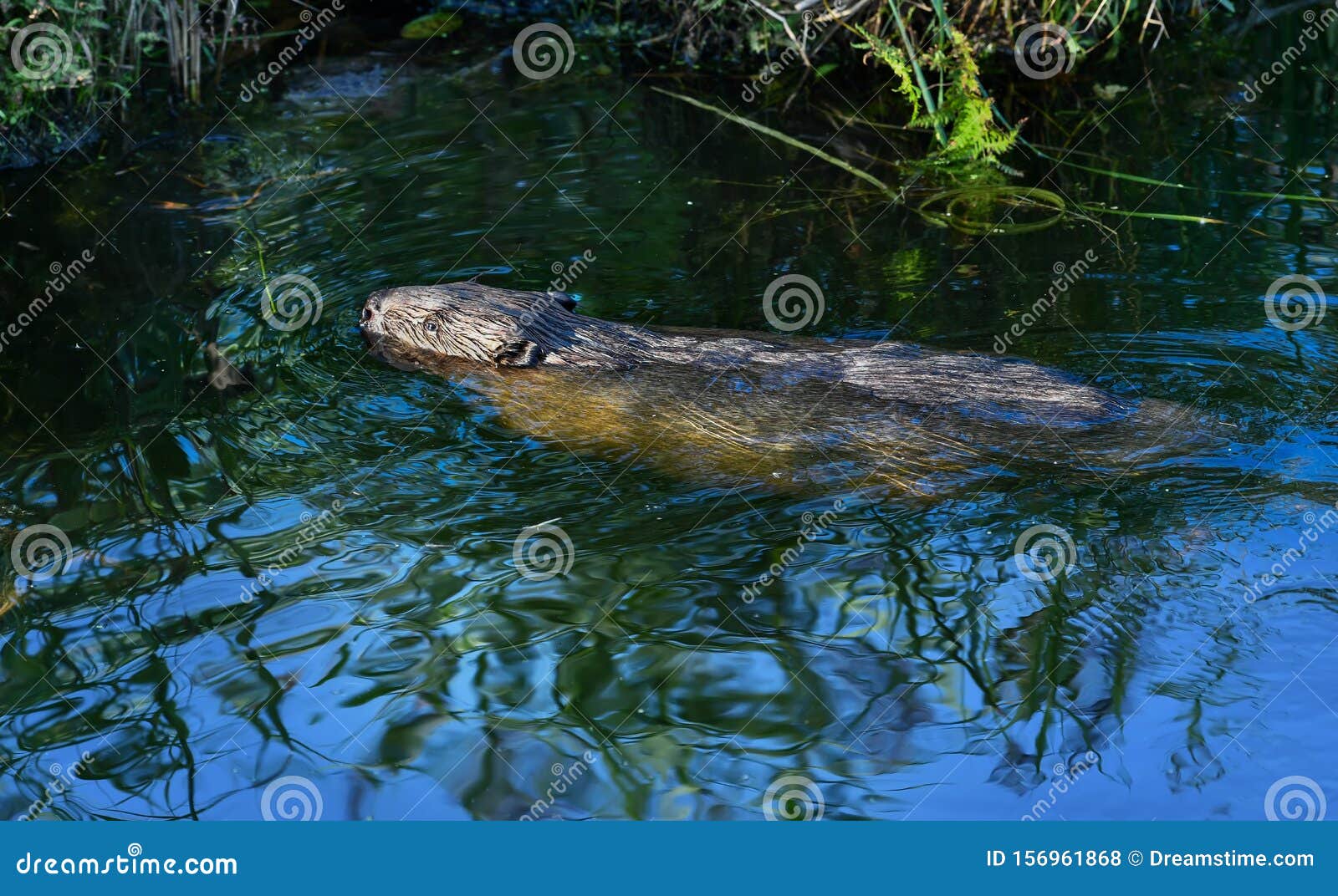 Beaver Floating on the River Stock Photo - Image of chisel, moving ...