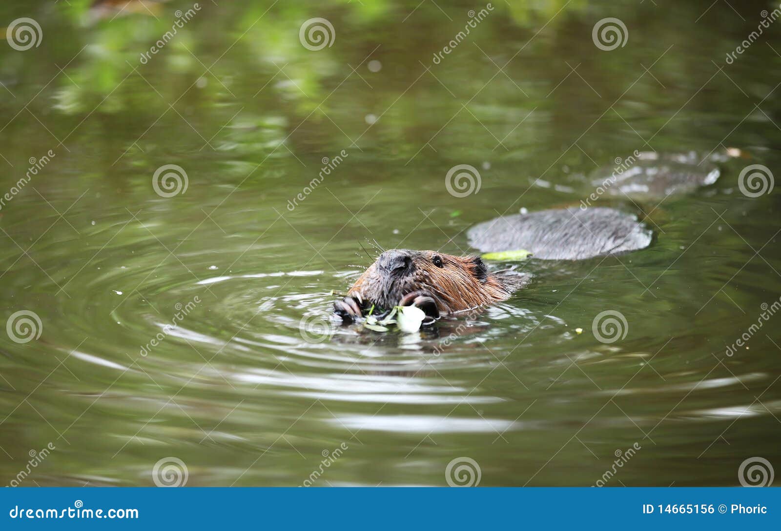 Beaver Floating in Water and Eating a Leaf Stock Photo - Image of ...