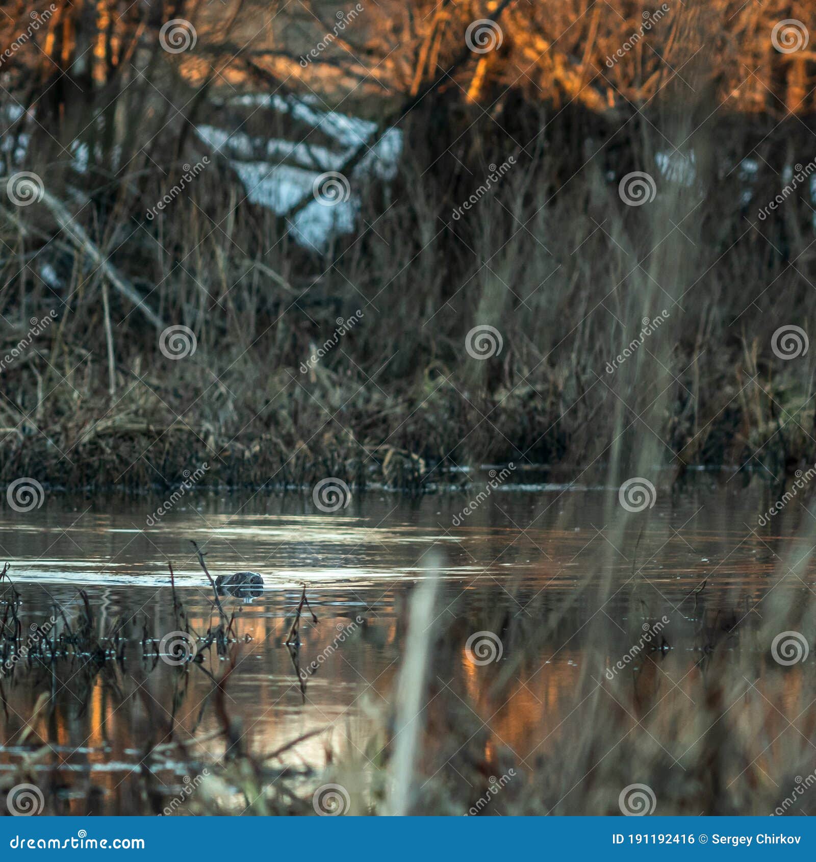 Beaver floats on the river stock photo. Image of natural - 191192416