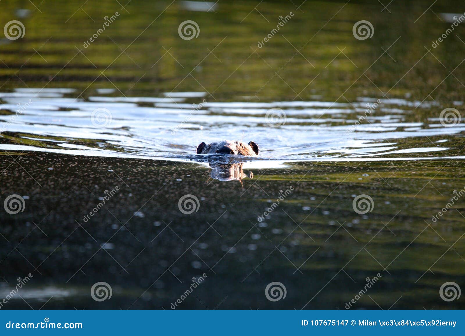 Beaver stock image. Image of river, nature, hunting - 107675147