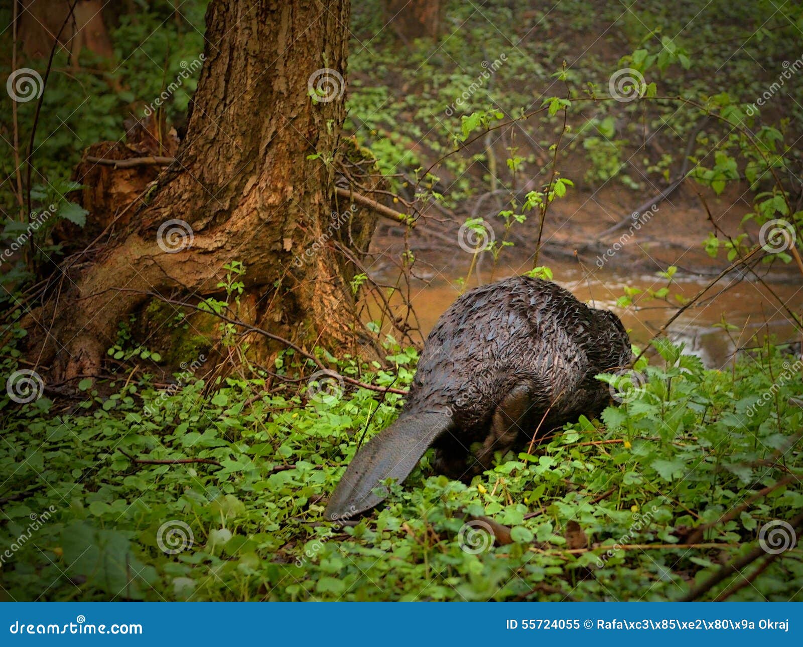 Beaver stock image. Image of stream, wilderness, escape - 55724055