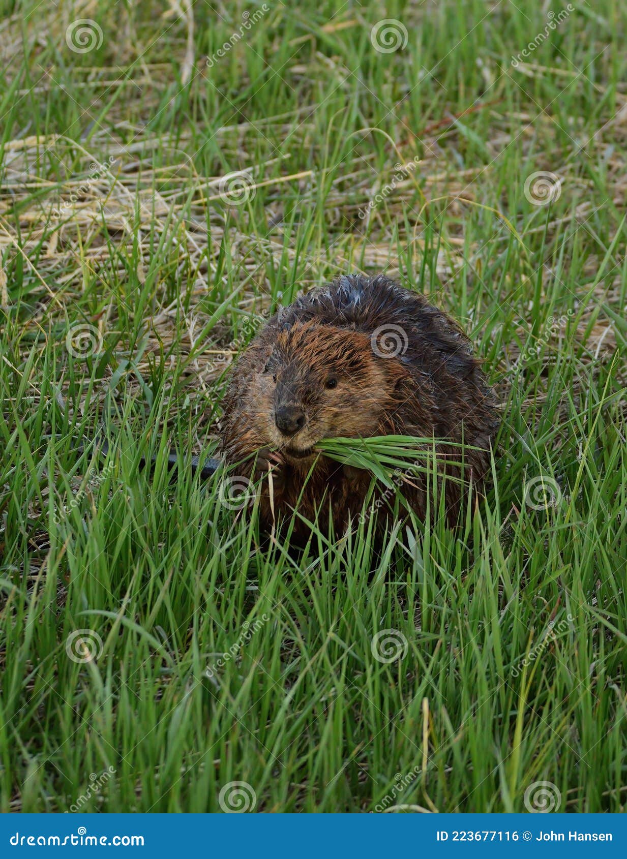Beaver in the grass stock photo. Image of green, light - 223677116