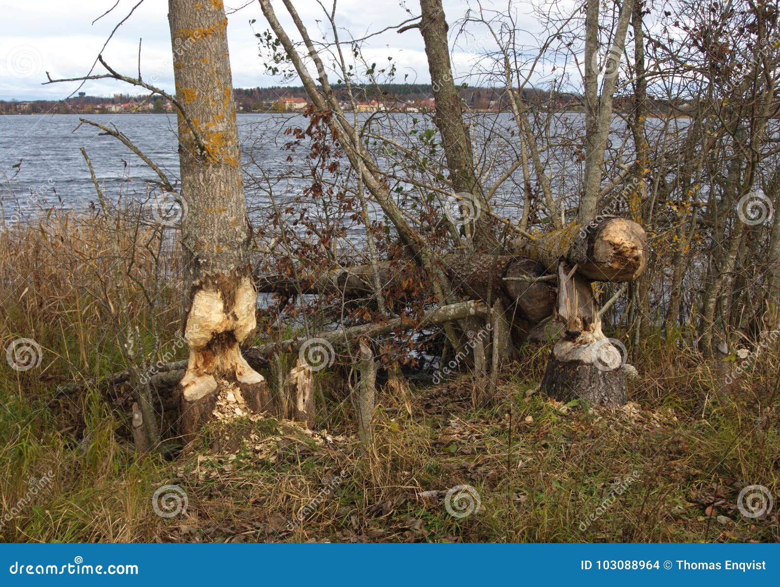 Beaver gnaw stock photo. Image of gnaw, clouds, gouge - 103088964