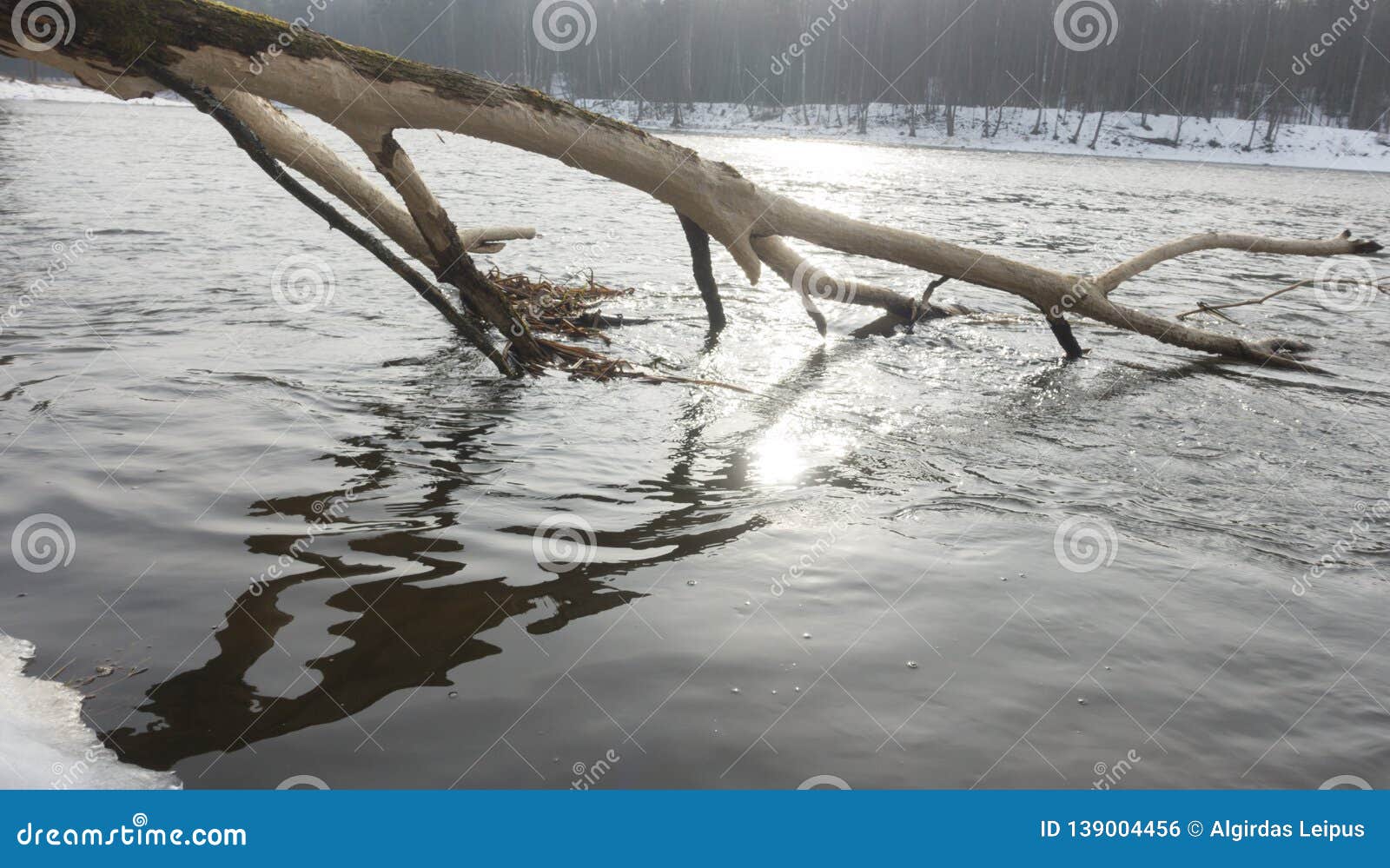 Beaver Gnawed Round Tree Fallen into the River Stock Photo - Image of ...