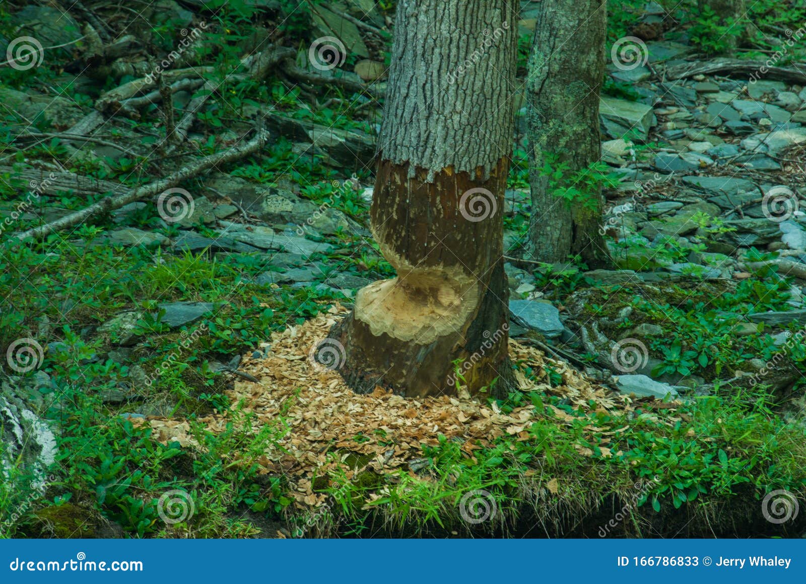 Beaver Gnawed Tree about To Fall Stock Image - Image of fall, national ...