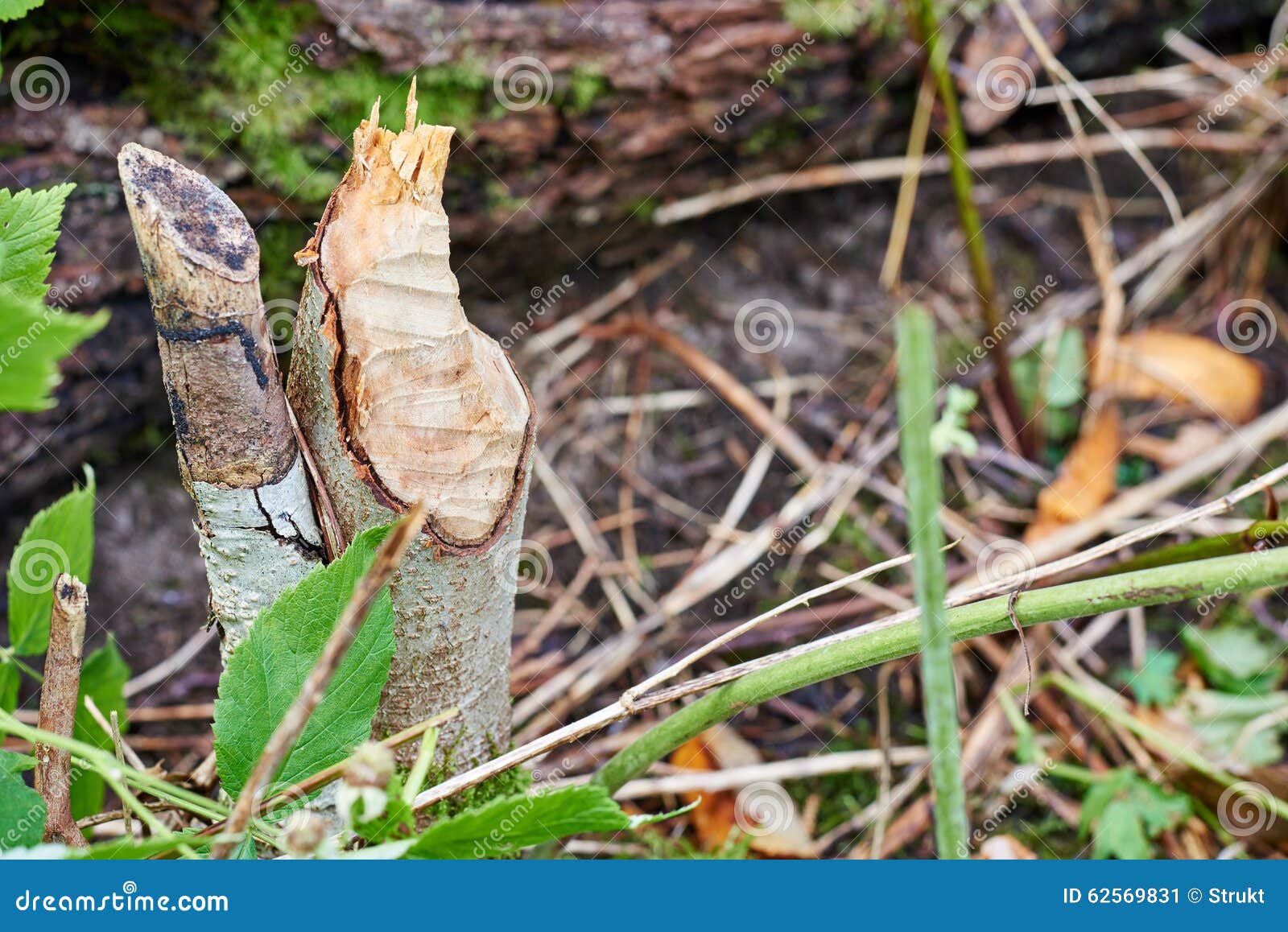 Beaver gnawed on tree stock image. Image of teeth, mammal - 62569831