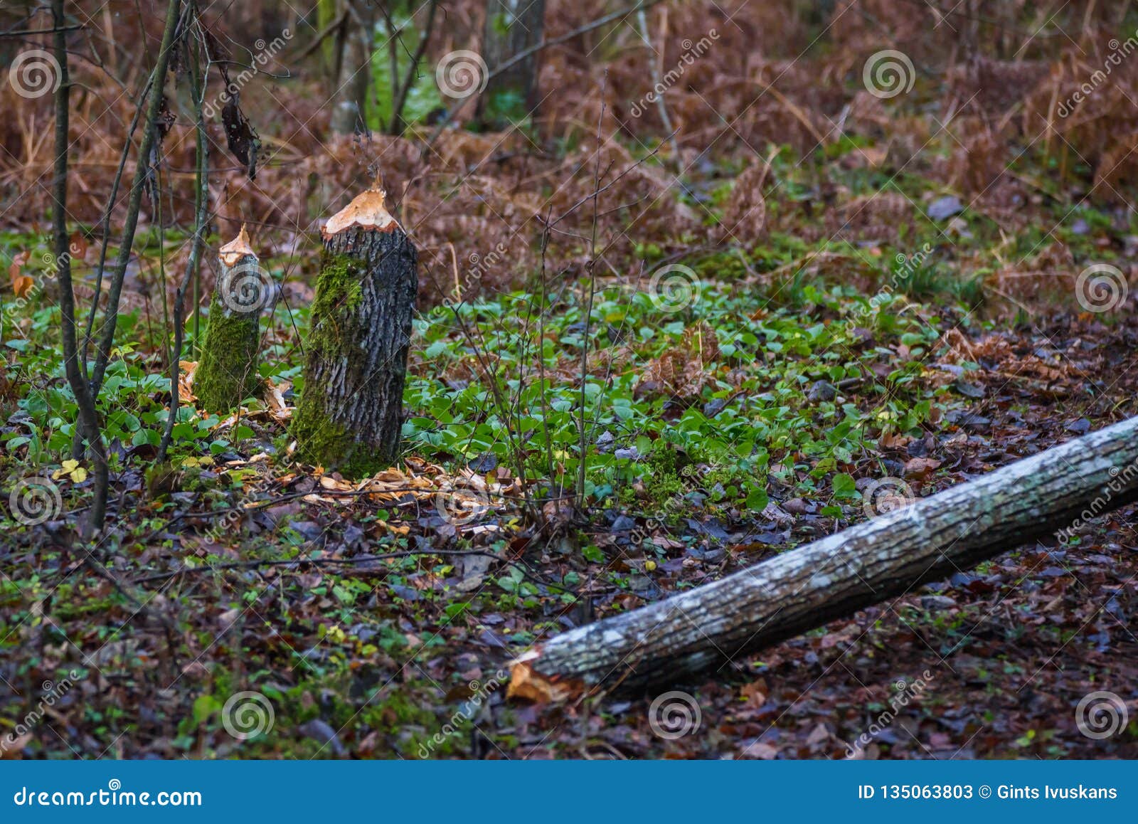 Beaver Gnawed Tree Trunk in Forest Stock Image - Image of nature, scene ... Beaver Gnawed Tree Trunk in Forest Stock Image - Image of nature, scene ...