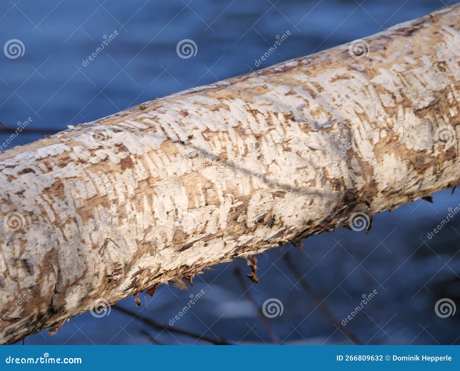 Beaver Gnawed Trees on the Bank of a River Stock Photo - Image of ...