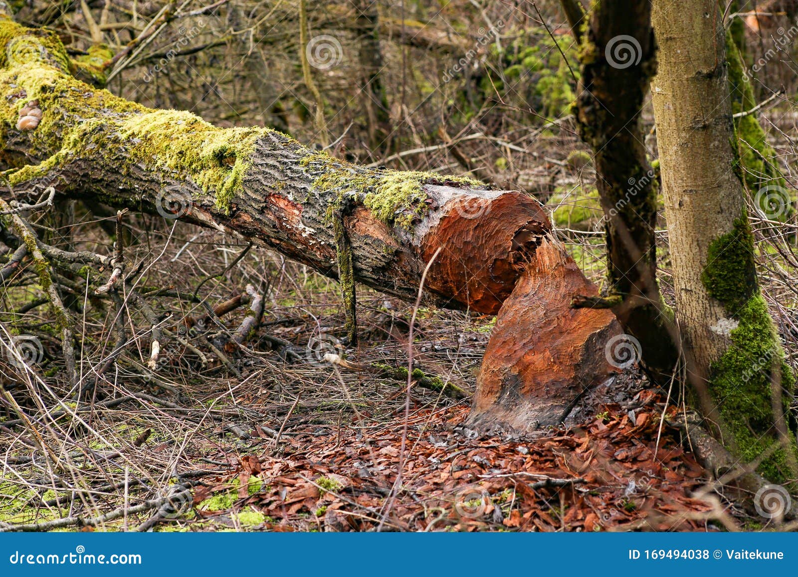 Beaver Gnawed the Trunk of Black Alder Tree. Tree Cut Down by Beaver ... Beaver Gnawed the Trunk of Black Alder Tree. Tree Cut Down by Beaver ...