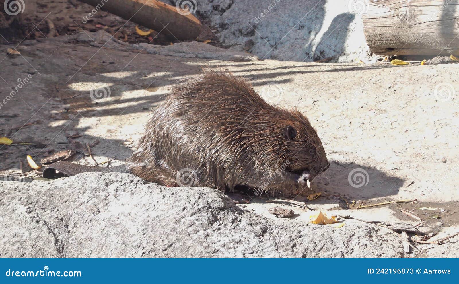 The Beaver Gnaws a Tree Branch on the Lake. Stock Image - Image of ...