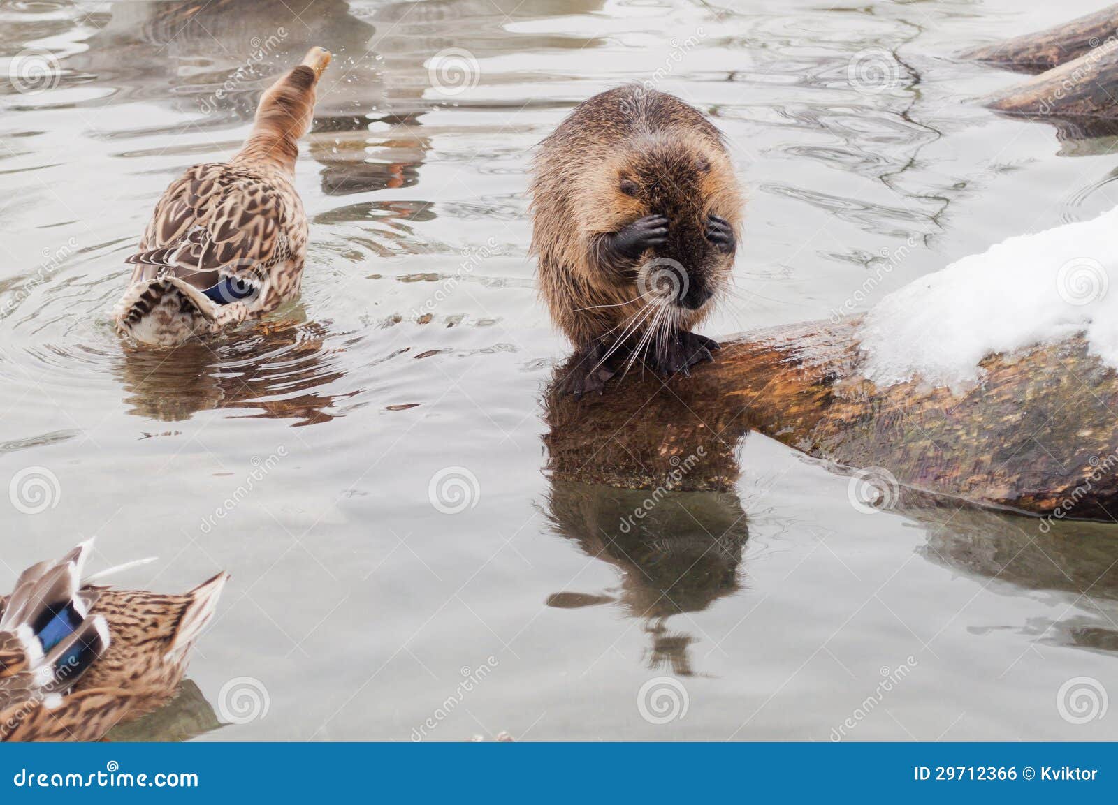 Funny beaver stock photo. Image of badlands, groundhog - 29712366