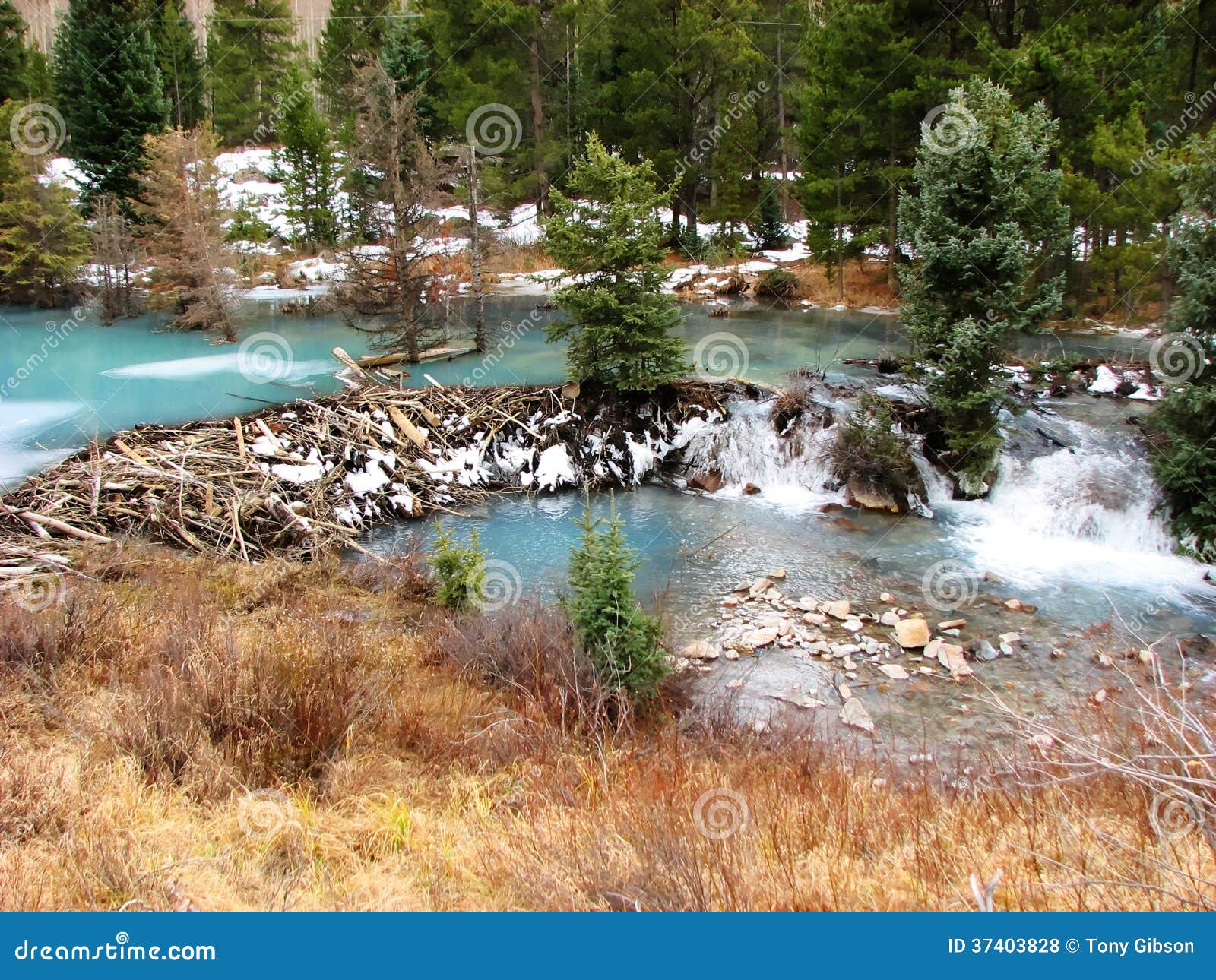 Beaver Home stock photo. Image of environment, green - 37403828