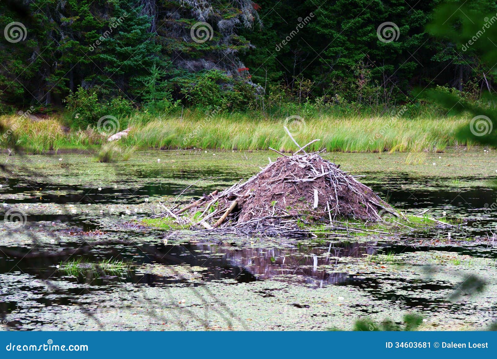 Beaver house stock image. Image of pine, canada, river - 34603681