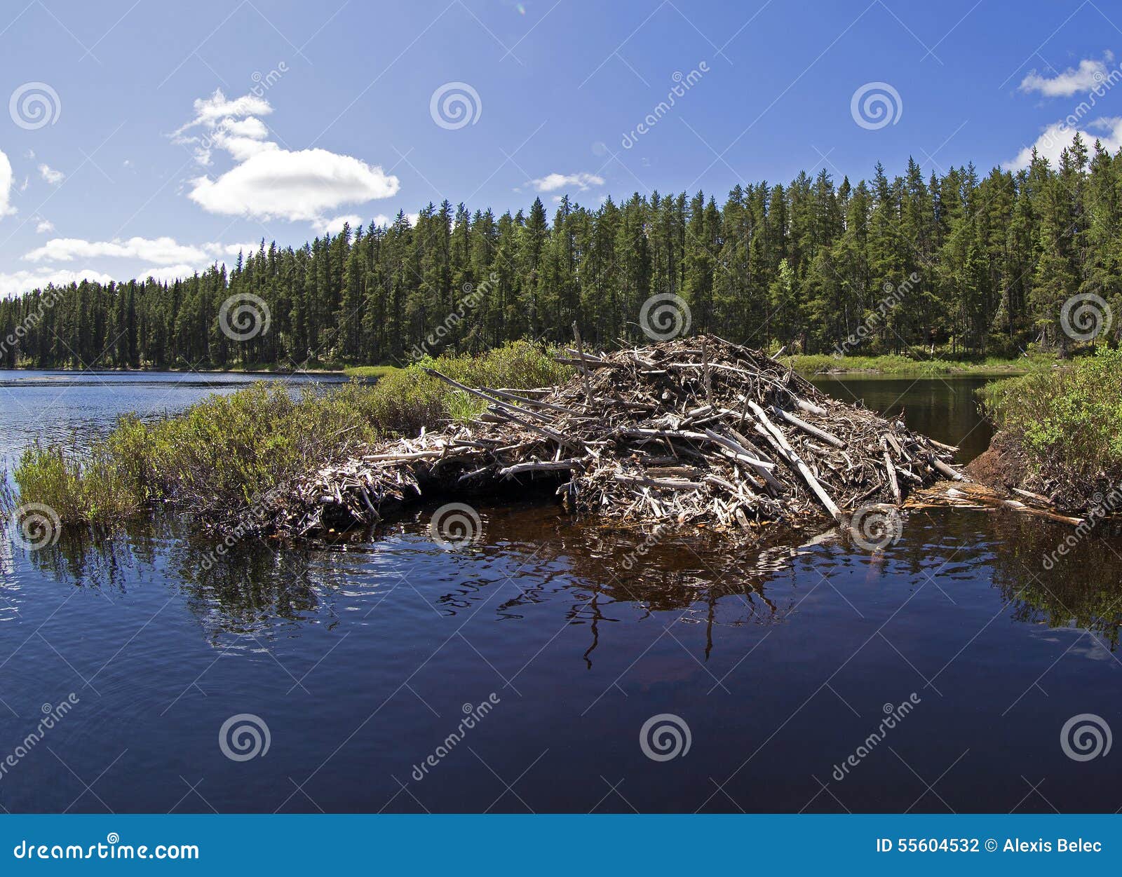 Beaver House stock photo. Image of brown, building, cover - 55604532