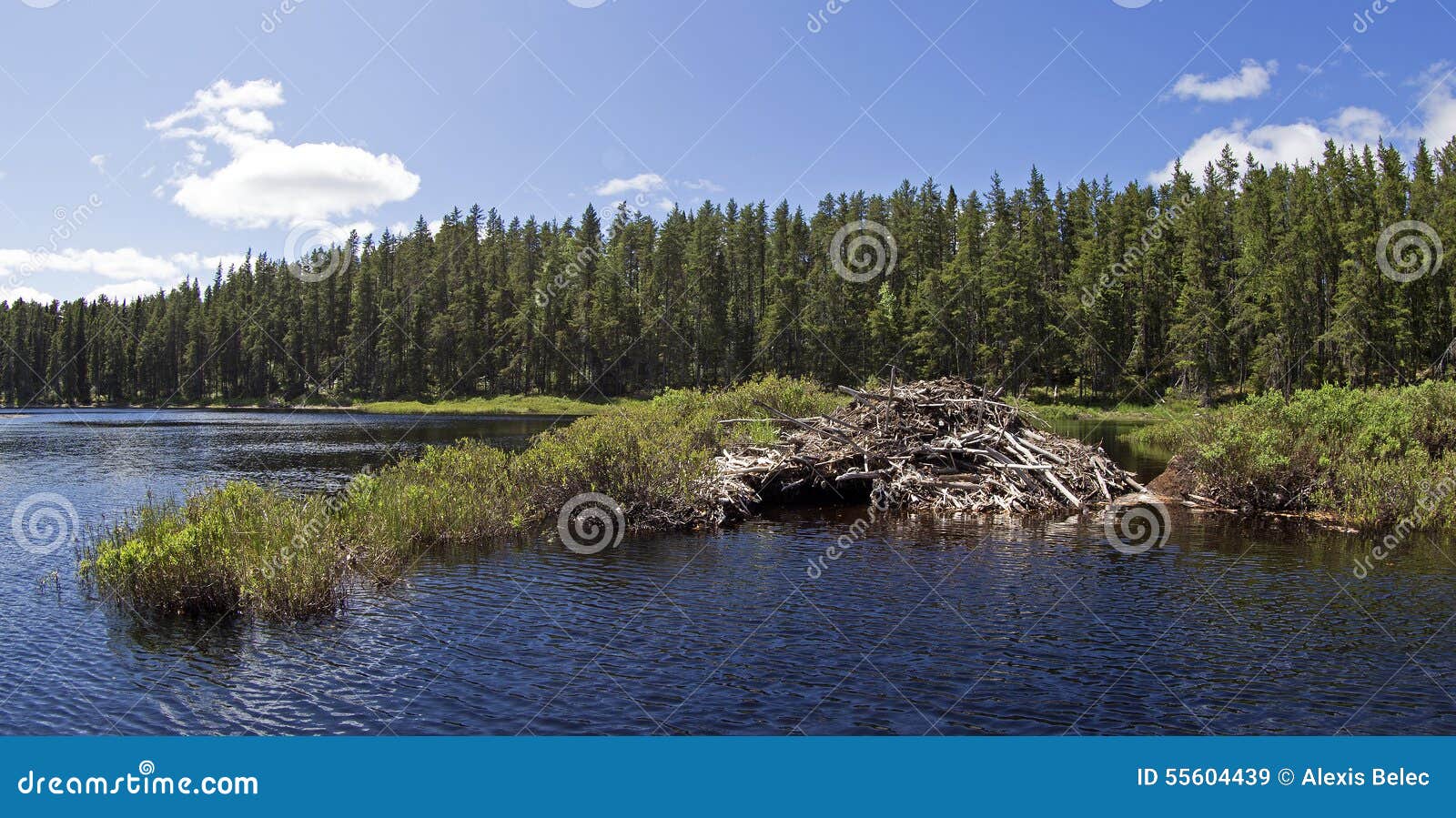 Beaver house stock image. Image of lodging, grass, aquatic - 55604439