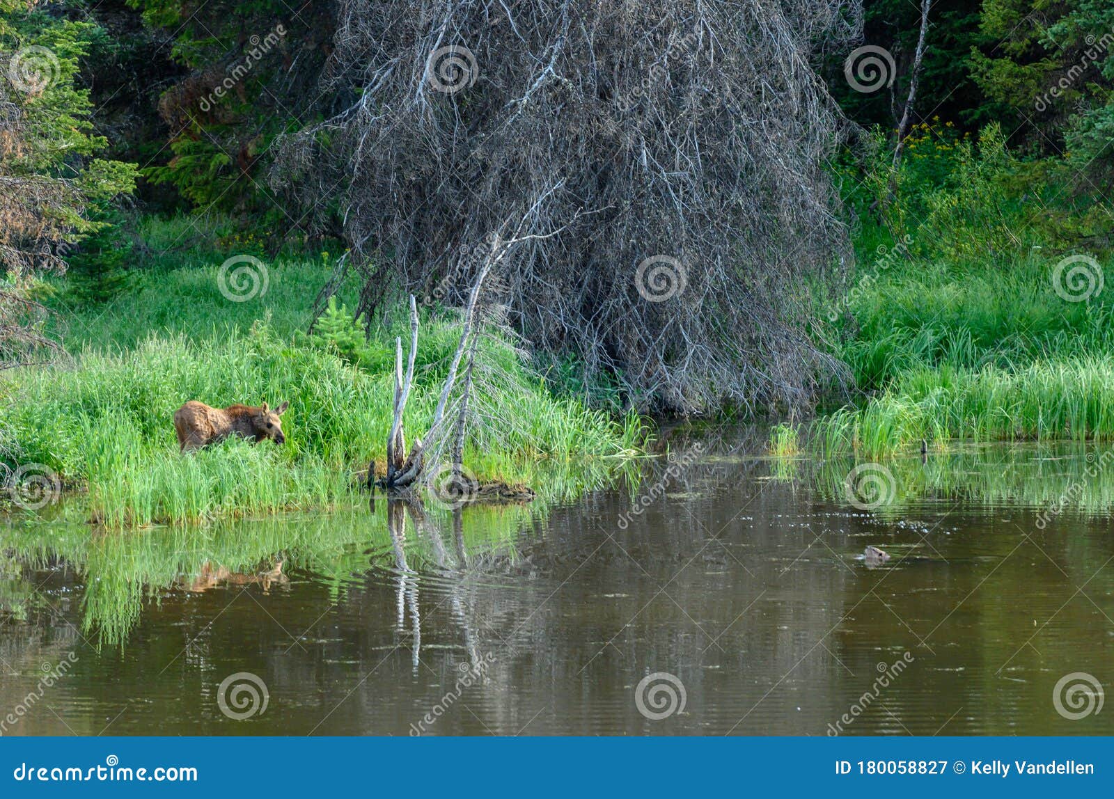 Beaver Intimidates Young Moose Stock Image - Image of pond, outdoor ...