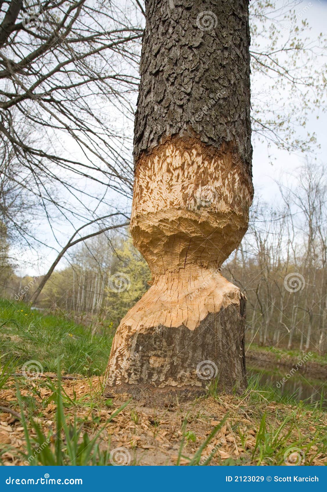 Beaver Knaw Marks on a Tree Stock Image - Image of chips, wood: 2123029
