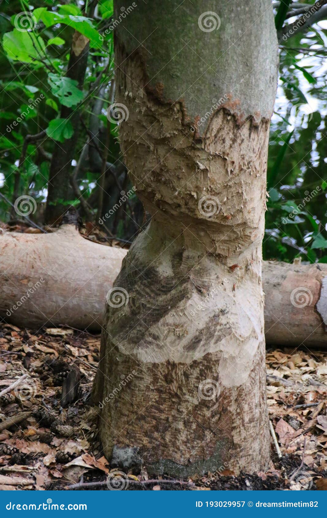 A Beaver Left the Job Half Done!!! the Tree is only Half Cut Around ...