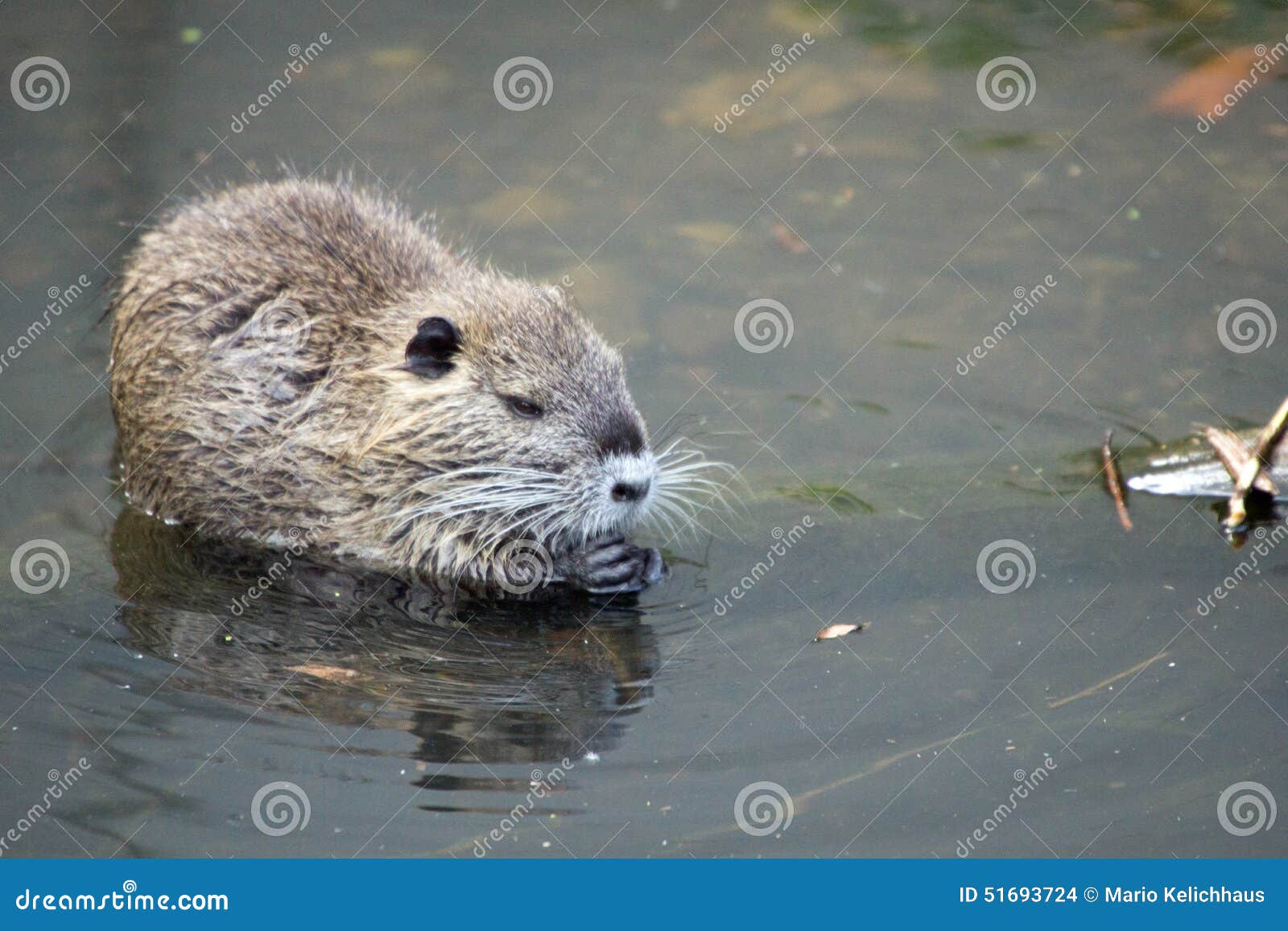 Beaver stock photo. Image of otter, snout, wild, beaver - 51693724