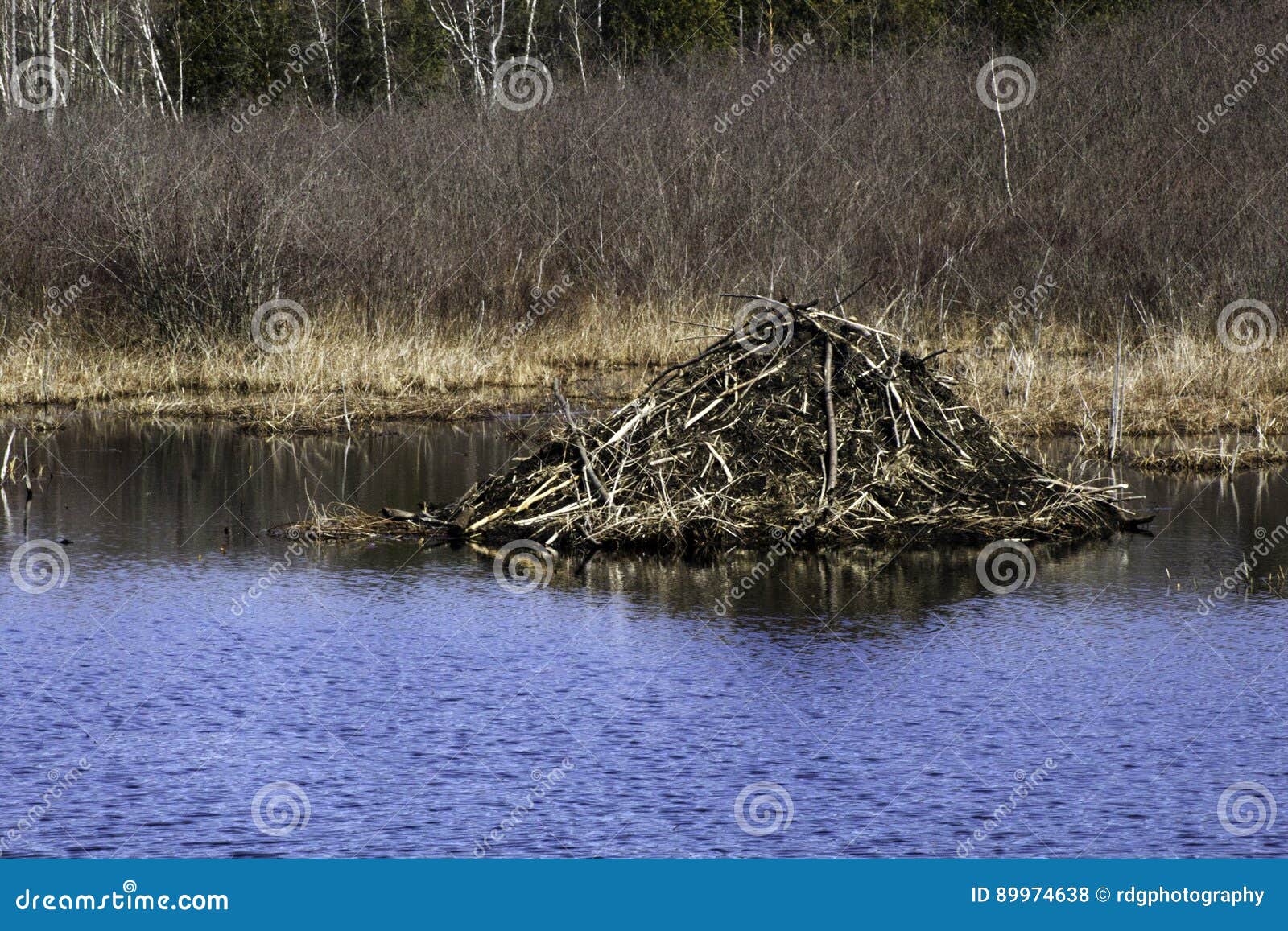 Beaver Lodge stock photo. Image of nature, spring, beaver - 89974638