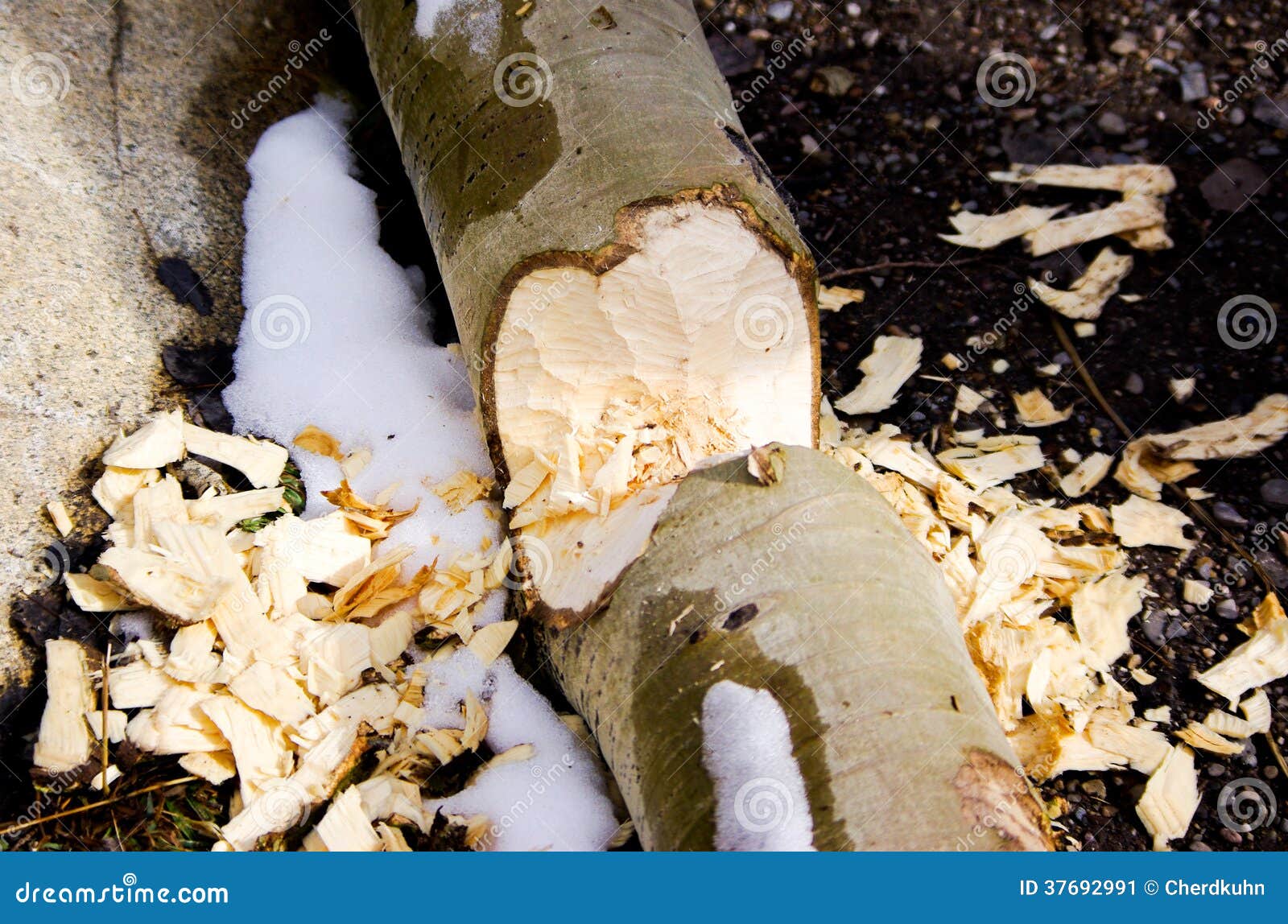 Beaver log stock image. Image of rodent, snow, chips - 37692991