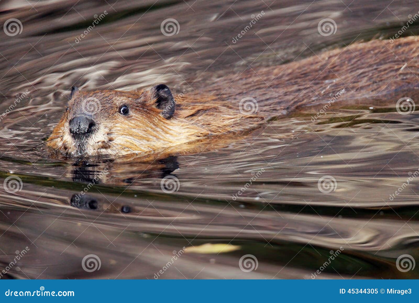 Beaver looking at camera stock image. Image of park, canada - 45344305