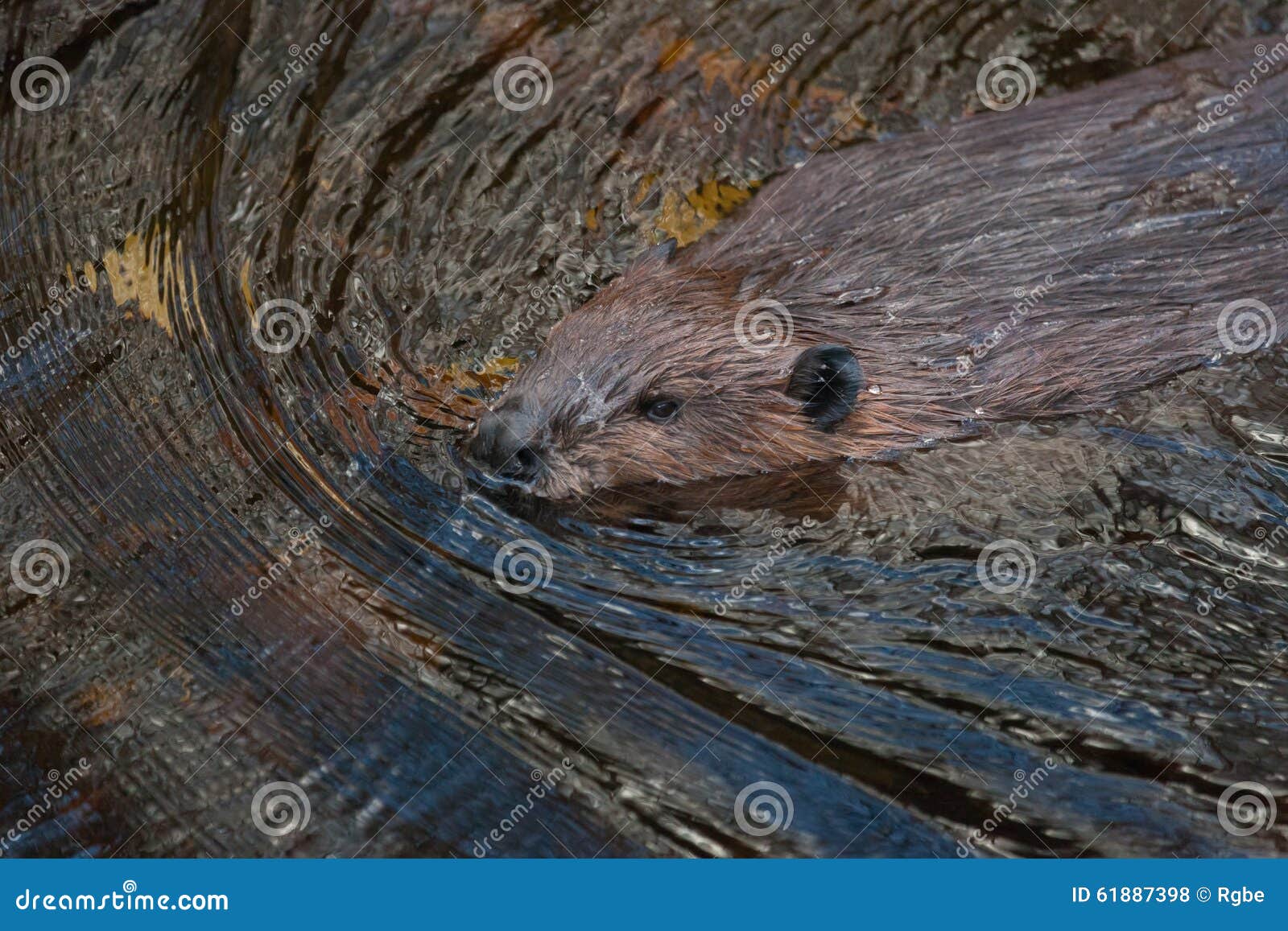 Beaver stock photo. Image of water, leafs, profile, maple - 61887398