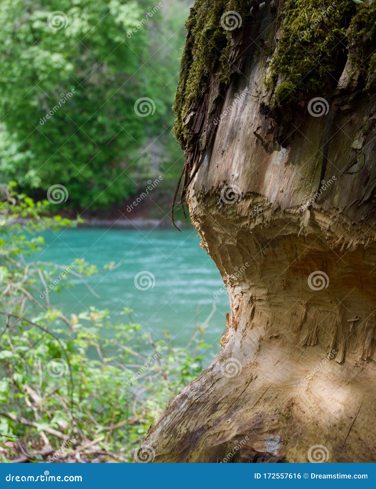 Beaver Marks on a Tree Trunk Stock Photo - Image of animal, river ...