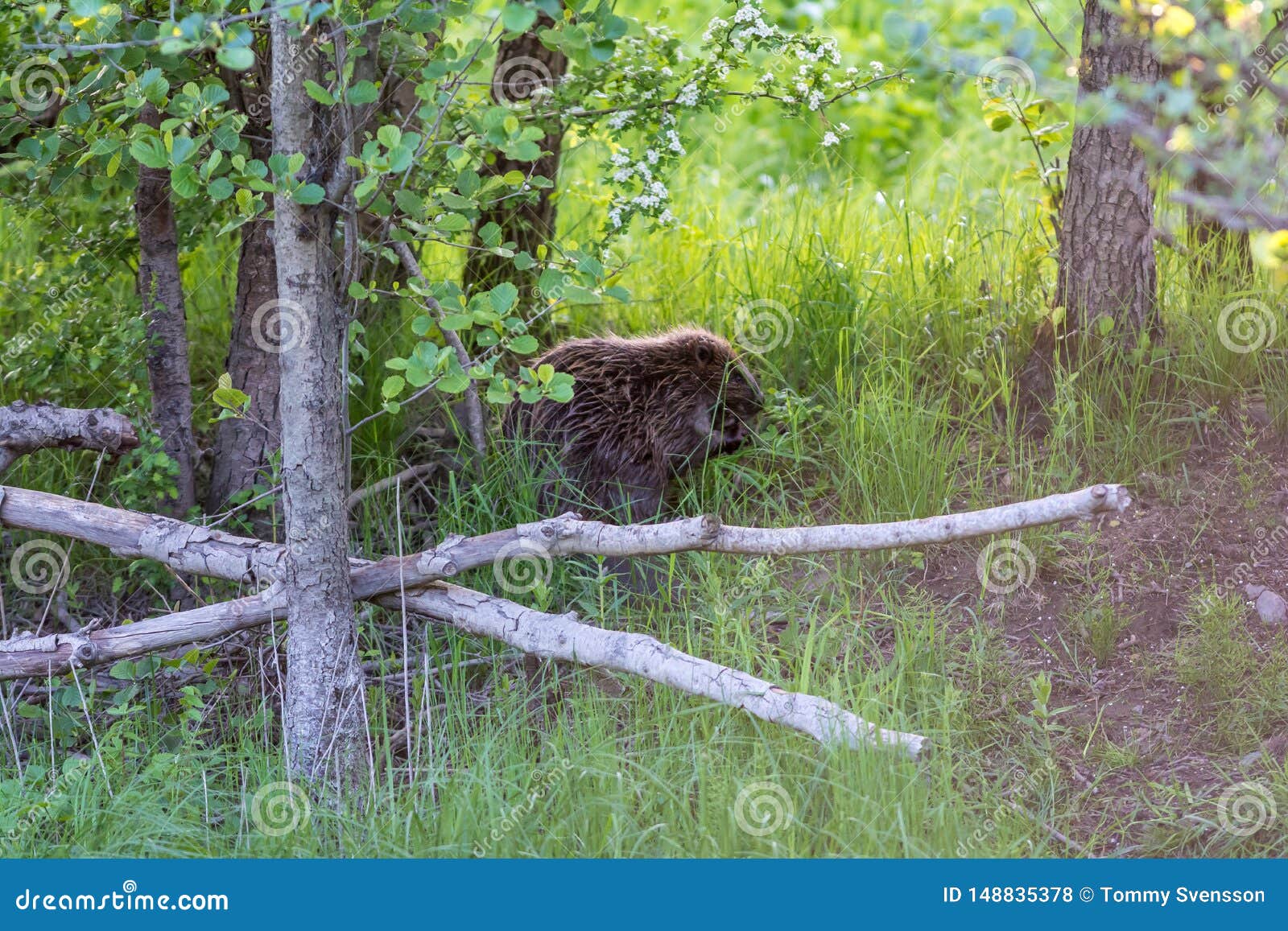 Beaver in a Closeup, Sweden Stock Photo - Image of animal, dipper ...