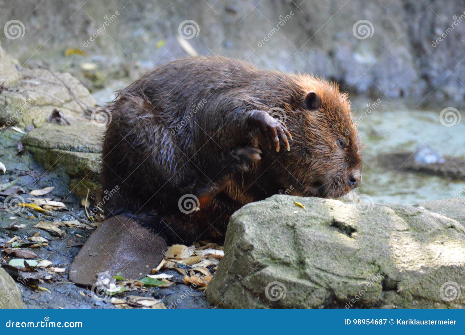 Beaver in the outdoors stock image. Image of detail, calm - 98954687
