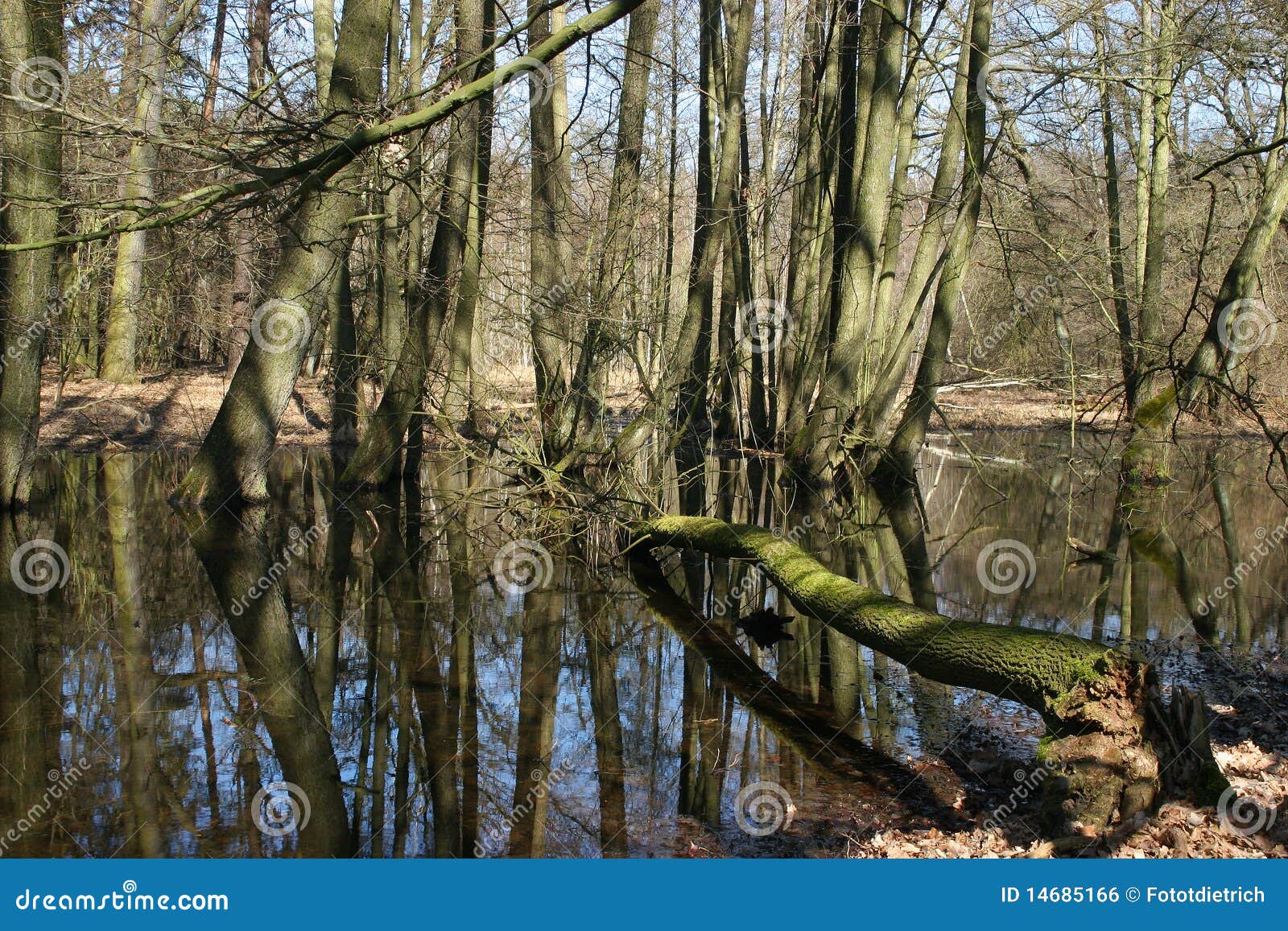 Beaver pond stock photo. Image of leaf, landscape, forest - 14685166