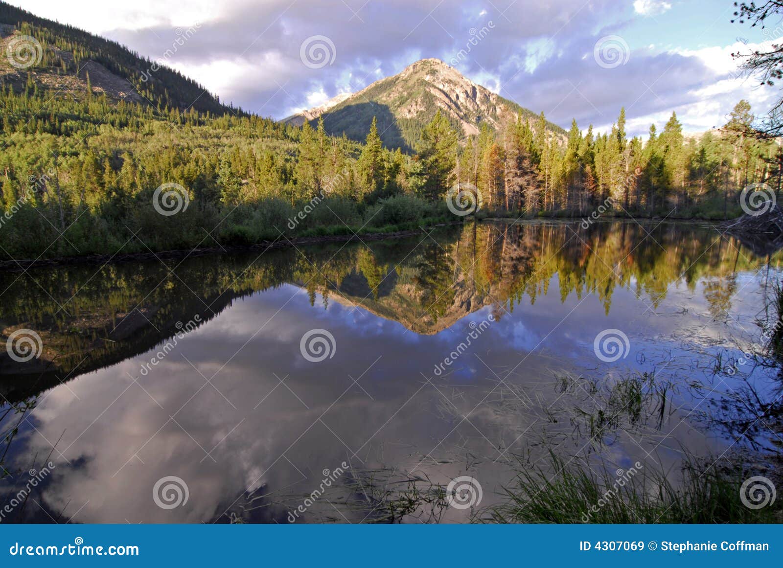 Beaver Pond stock image. Image of tree, dawn, river, stream - 4307069