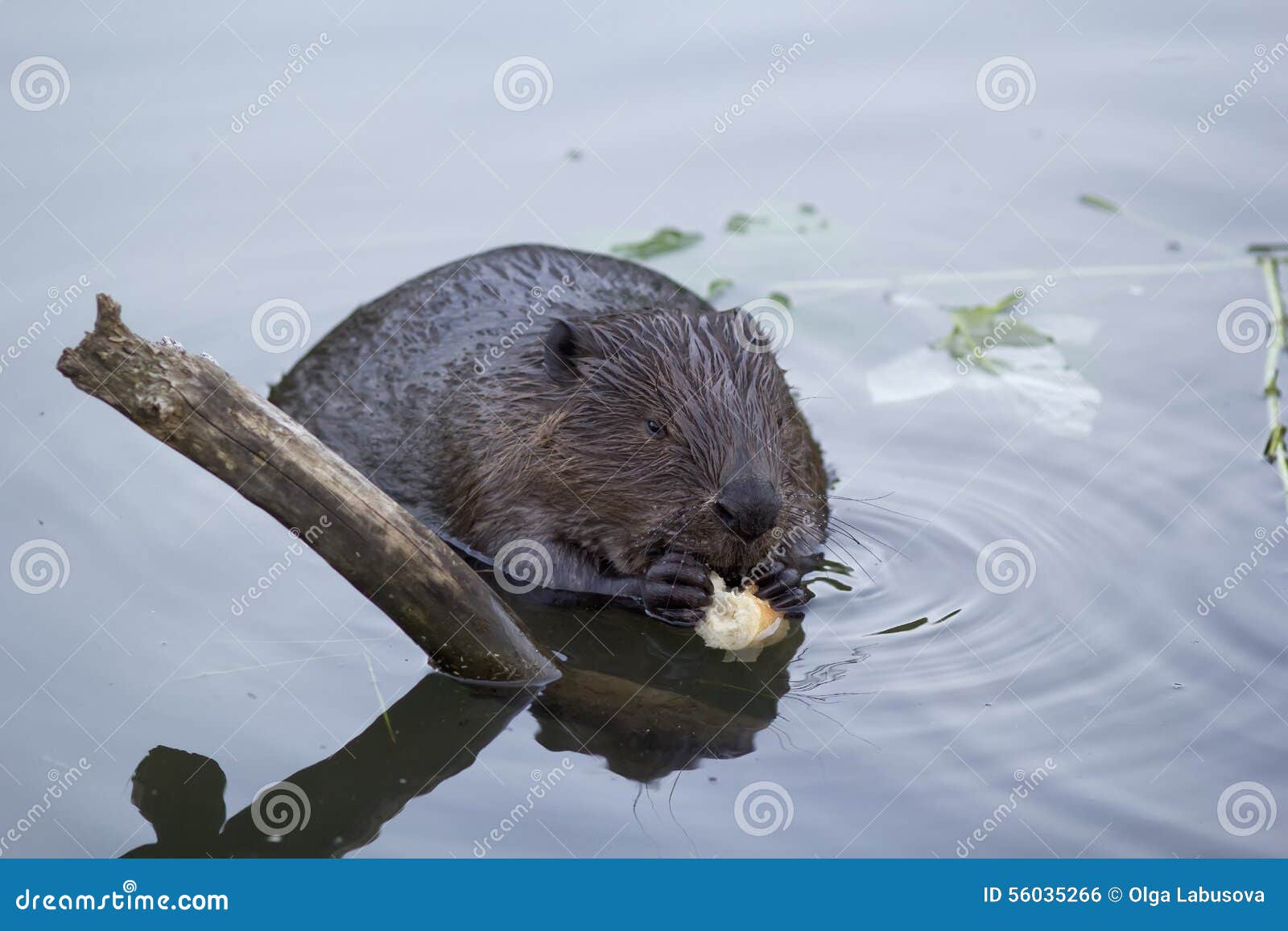 The Beaver in the Pond Eating a Piece of Bread Stock Photo - Image of ...