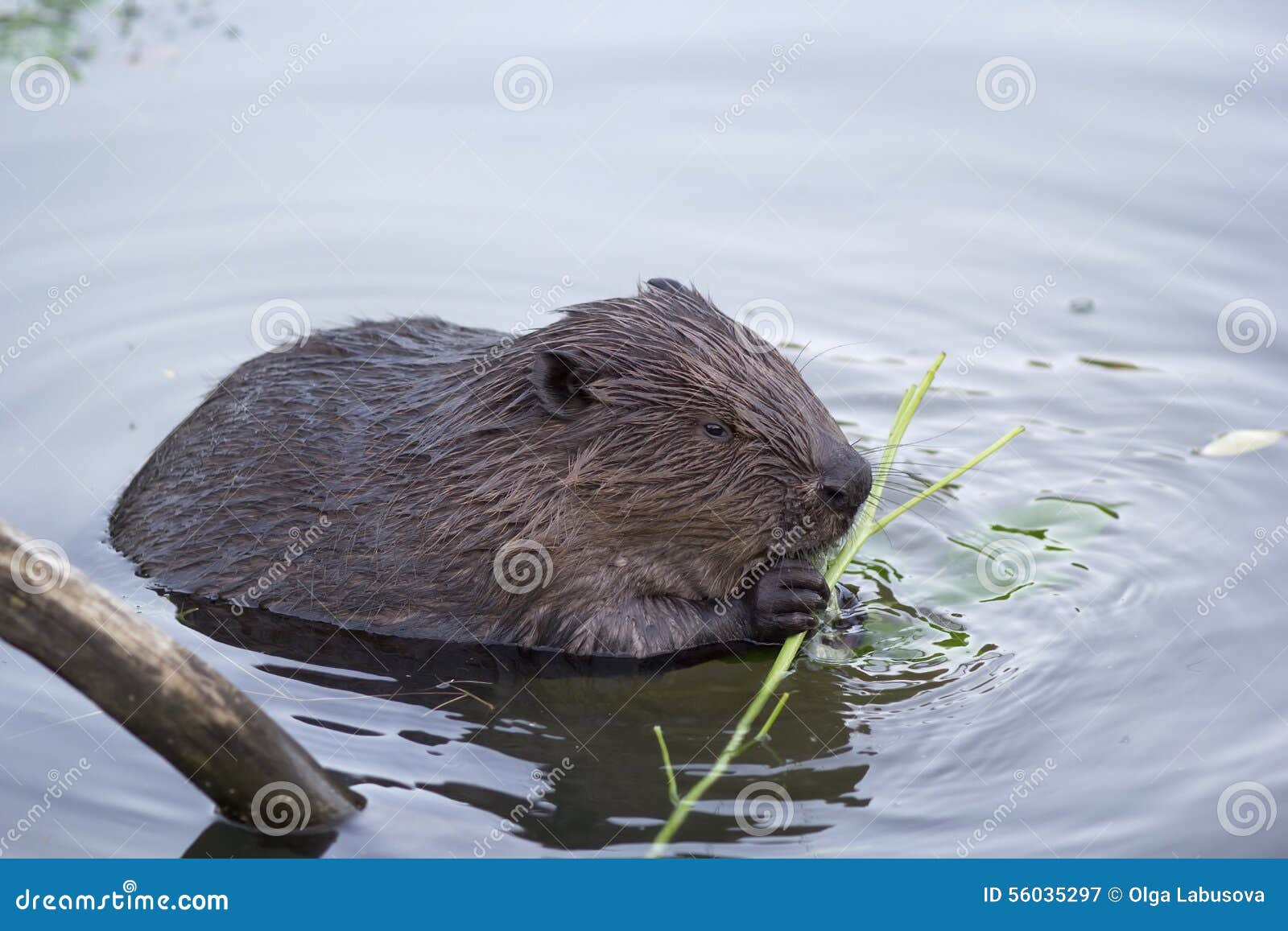 The Beaver in the Pond Eating a Twig Stock Image - Image of branch ...