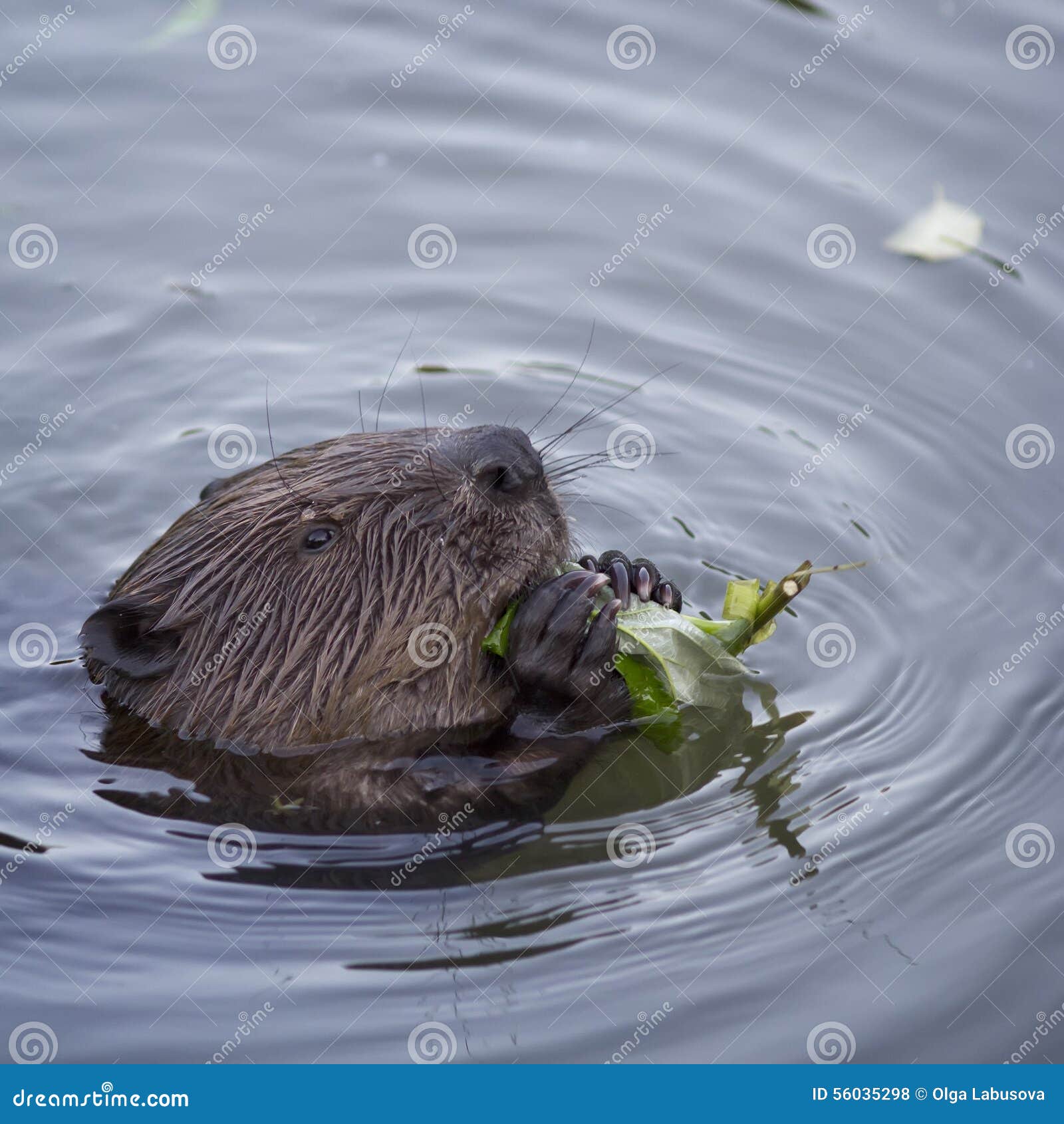 The Beaver in the Pond Eating a Twig Stock Photo - Image of marsh, busy ...