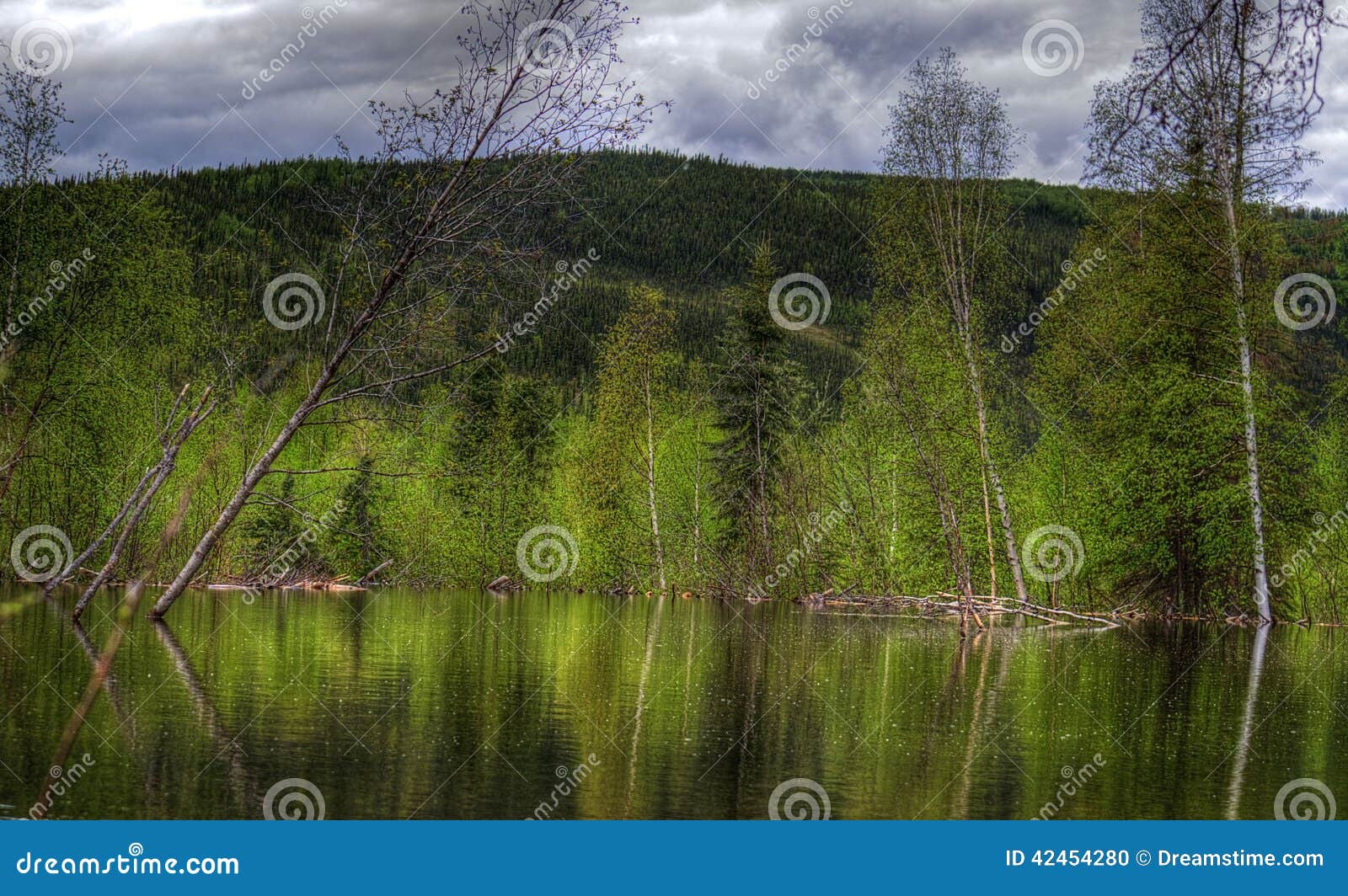 Beaver Pond stock photo. Image of nature, pond, beavers - 42454280