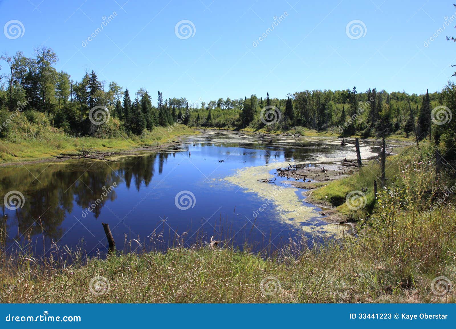 Beaver ponds formed stock image. Image of beaver, minnesota - 33441223
