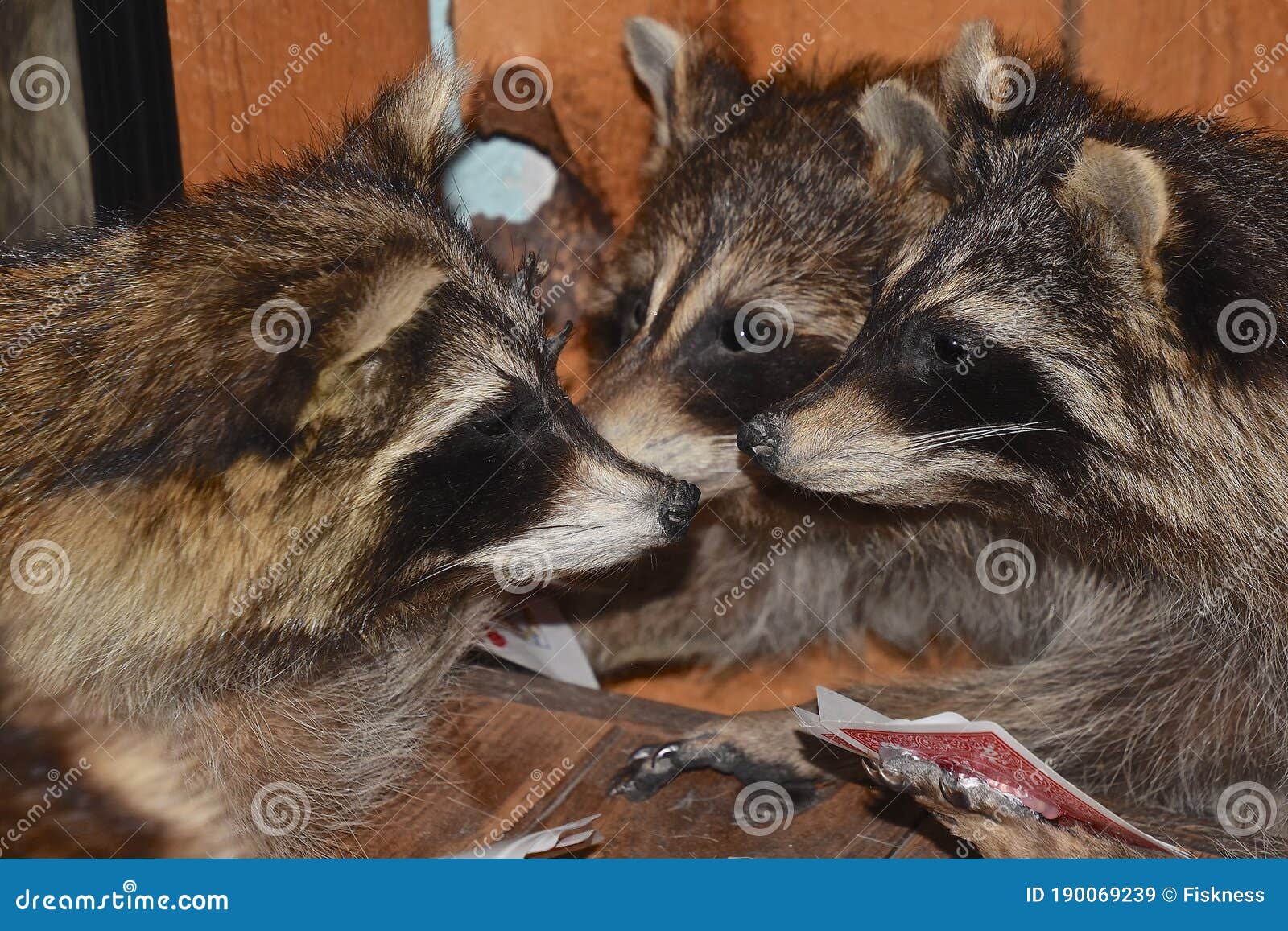 A Group(maze) of Raccoons Playing Cards Stock Image - Image of maze ...