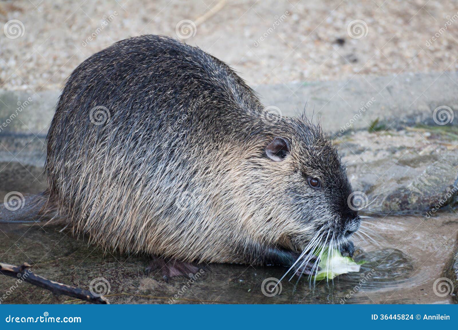 Beaver stock photo. Image of nature, furry, mammal, lake - 36445824