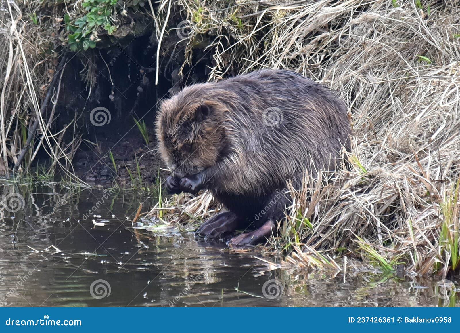 Beaver by the river stock image. Image of mammal, carnivore - 237426361