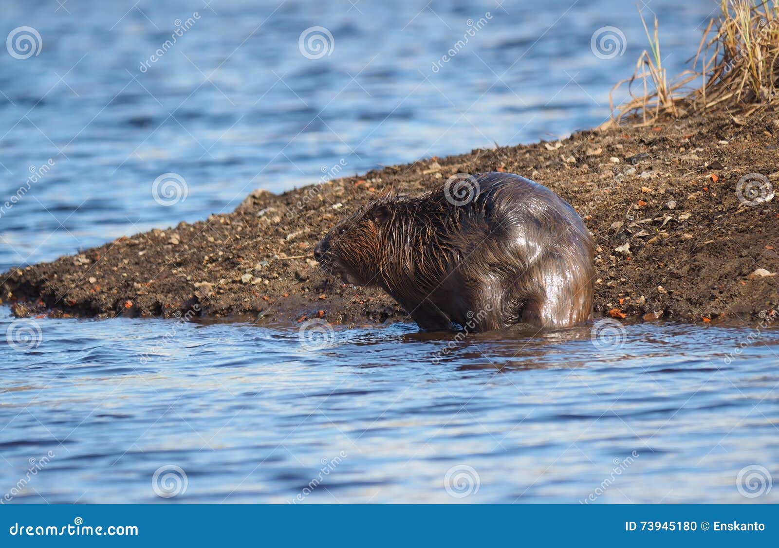 Beaver on the river stock photo. Image of park, nature - 73945180