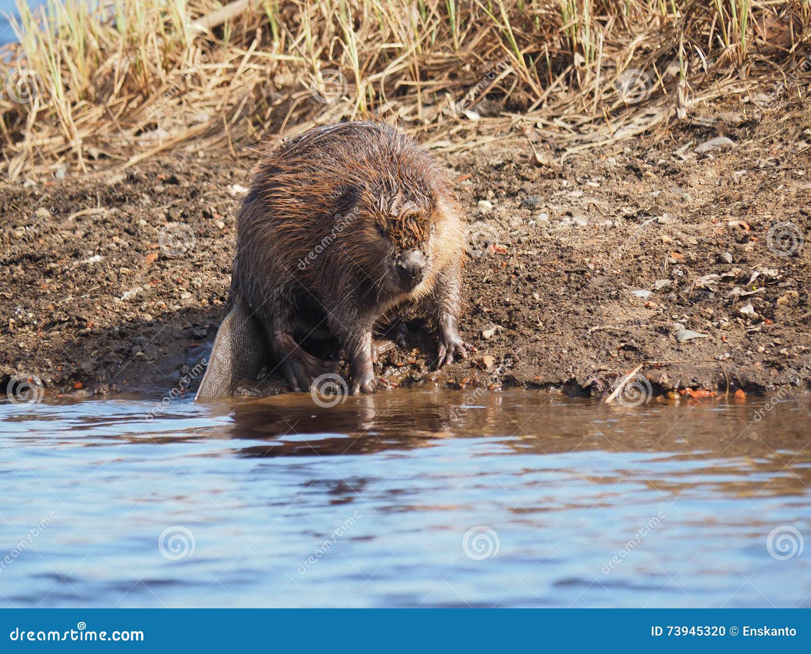 Beaver on the river stock photo. Image of small, canada - 73945320