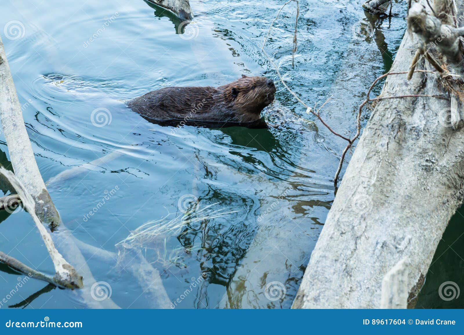 Beaver in River in Washington Stock Photo - Image of reflection ...