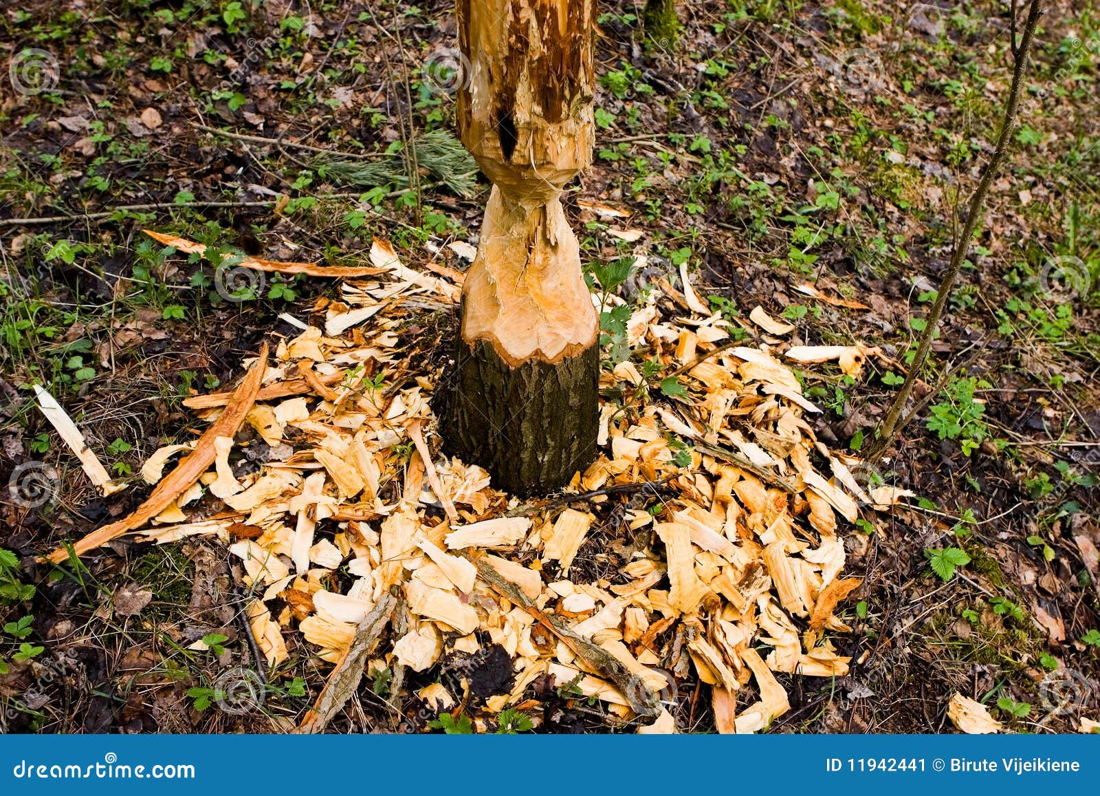 Beaver s job stock image. Image of beaver, tree, season - 11942441