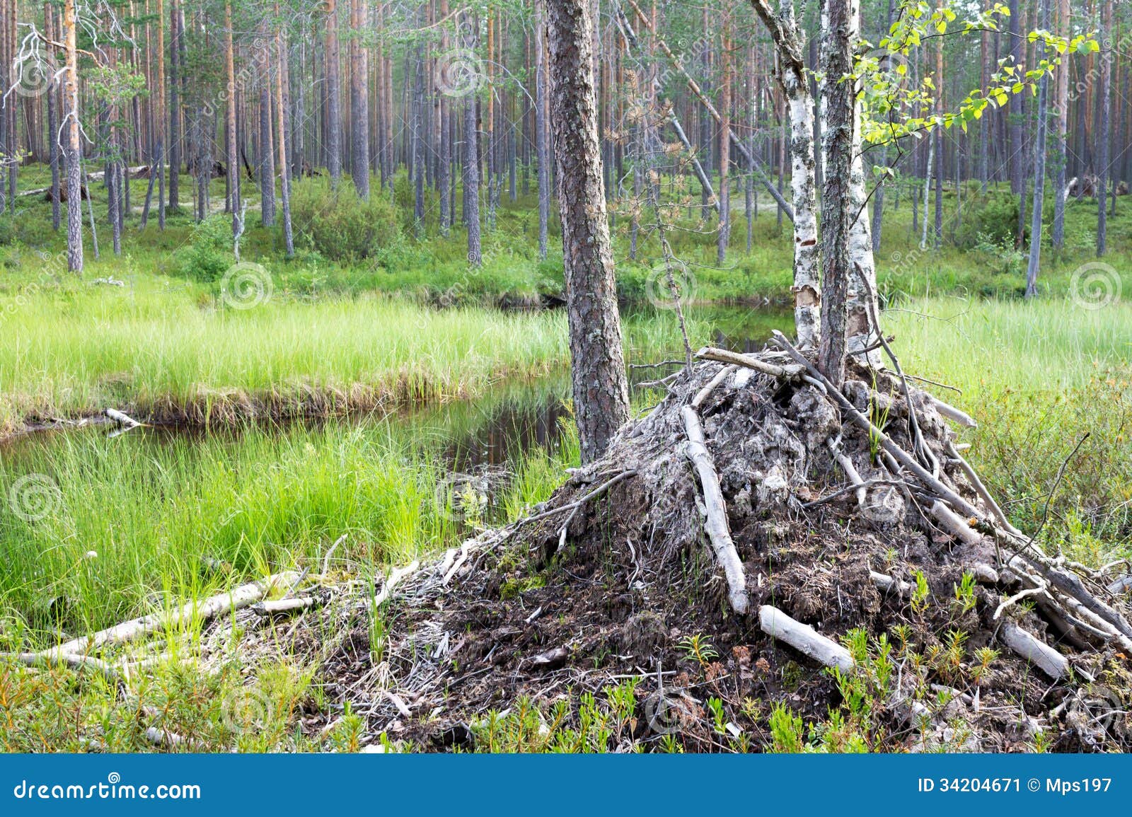 Beavers lodge by a river stock image. Image of wetlands - 34204671