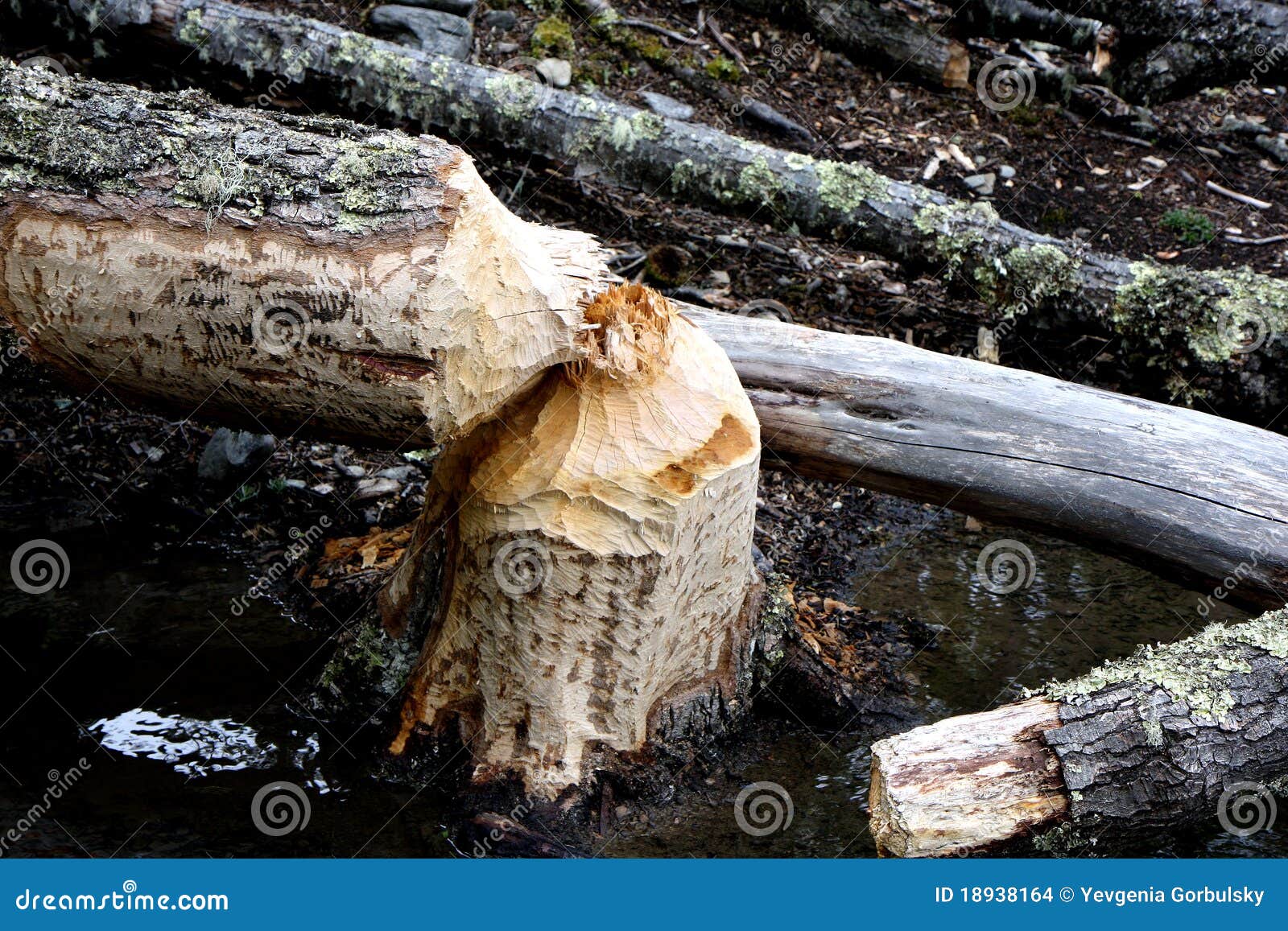 Beaver s work stock photo. Image of distroy, land, fall - 18938164