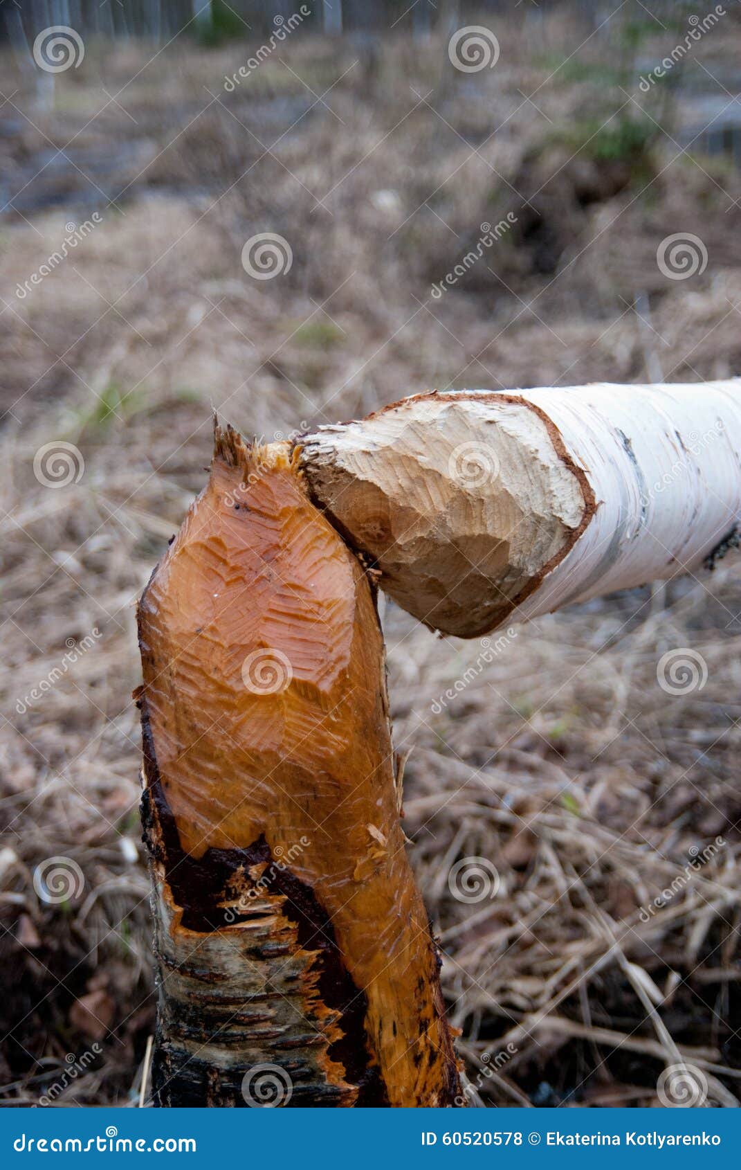 Beavers work stock photo. Image of chew, bark, rodent - 60520578