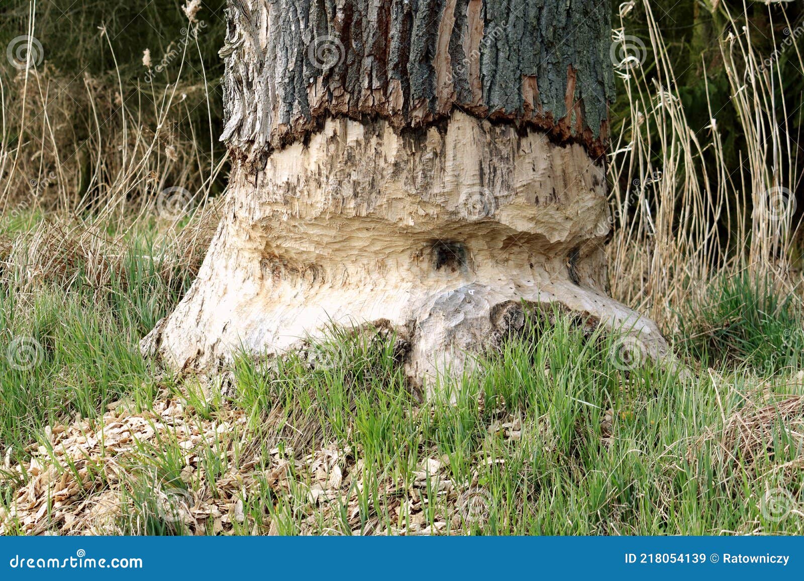 The Natural Activity of the Beaver Stock Image - Image of visible, tree ...